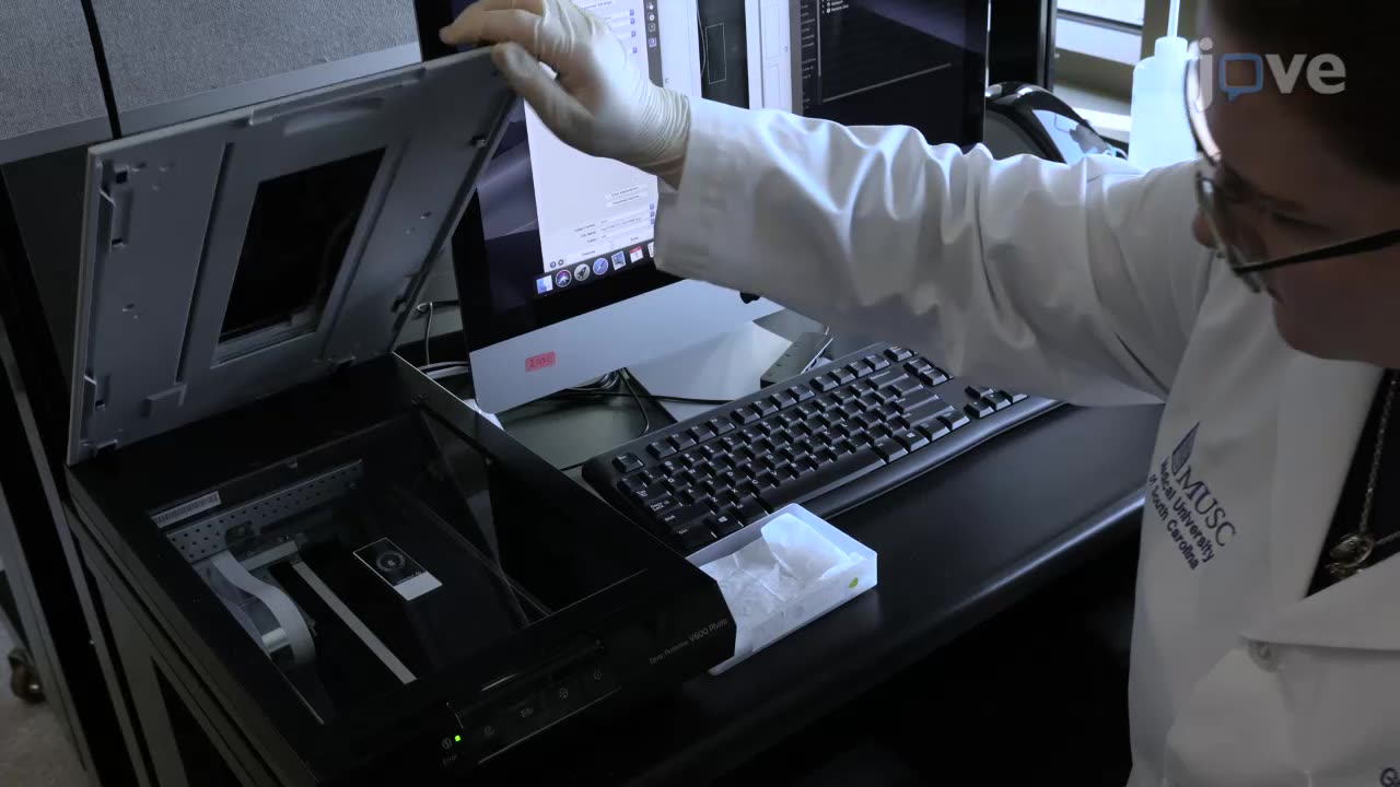 Video: Tissue Immunostaining for Imaging Mass Cytometry - Experiment