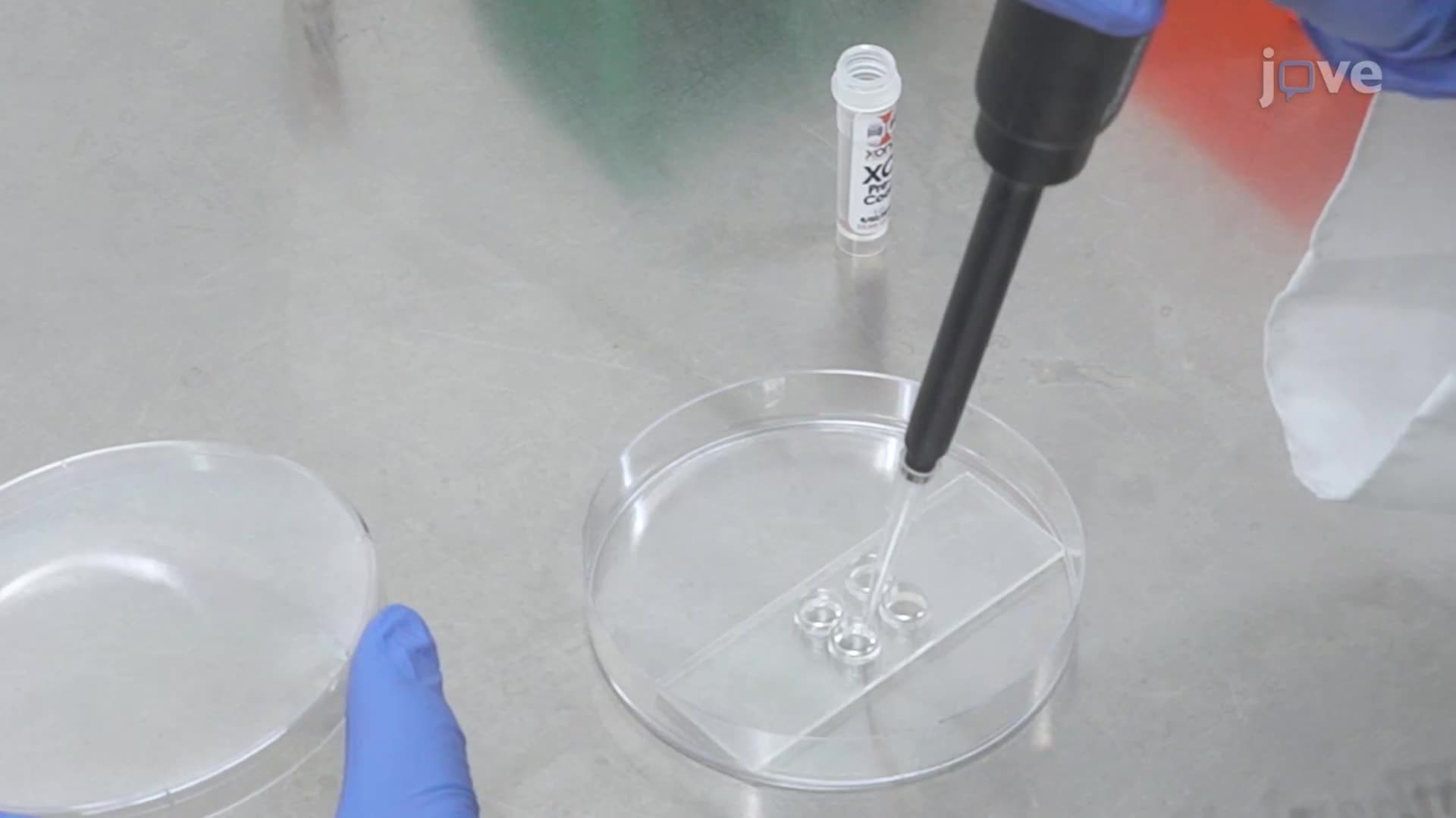 비디오: Plastic Microfluidic Chips를 사용한 분류된 1차 쥐 뉴런 배양 - 실험