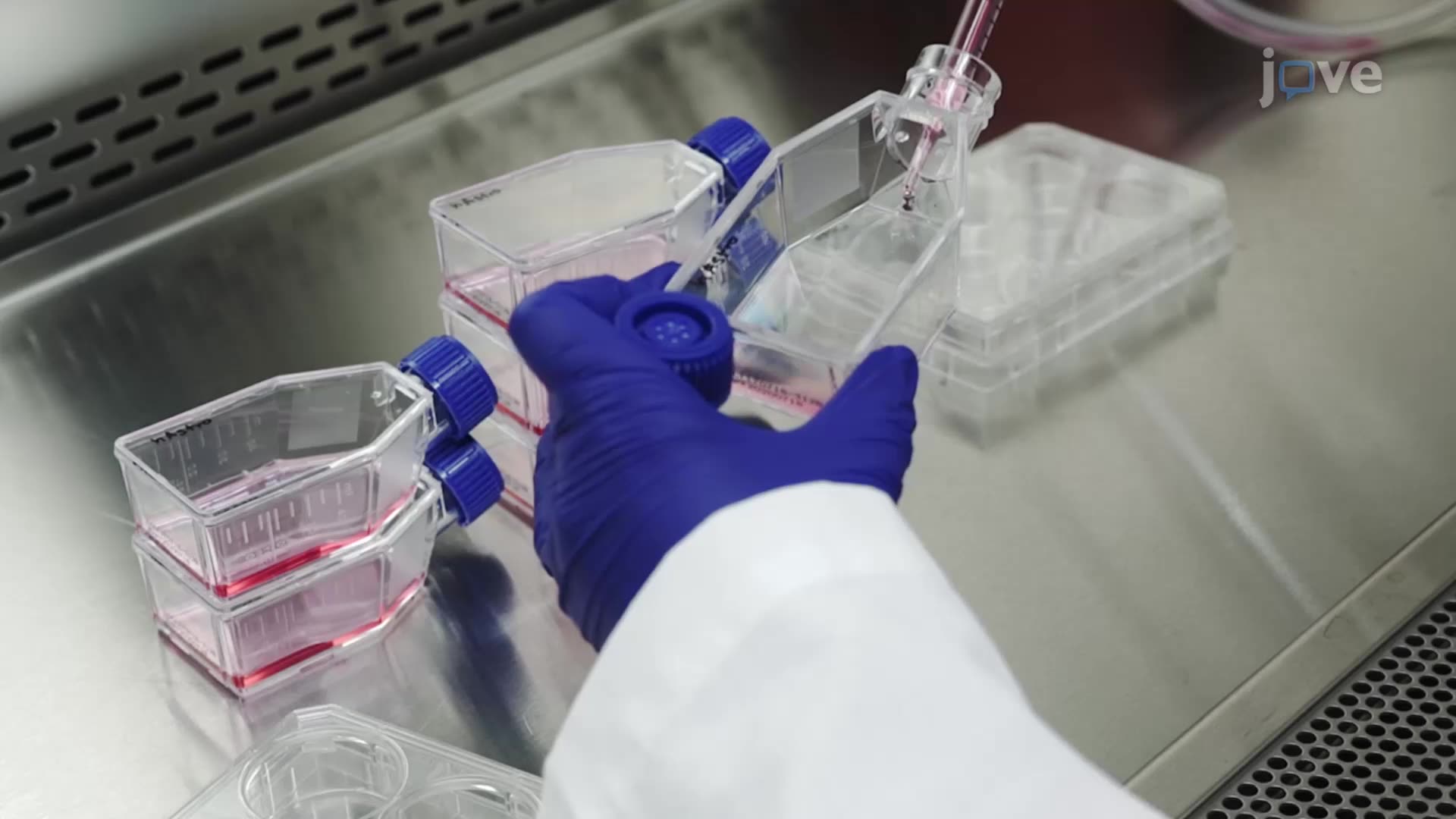 Video: Generating and Maintaining Astrospheres Using Human Pluripotent ...