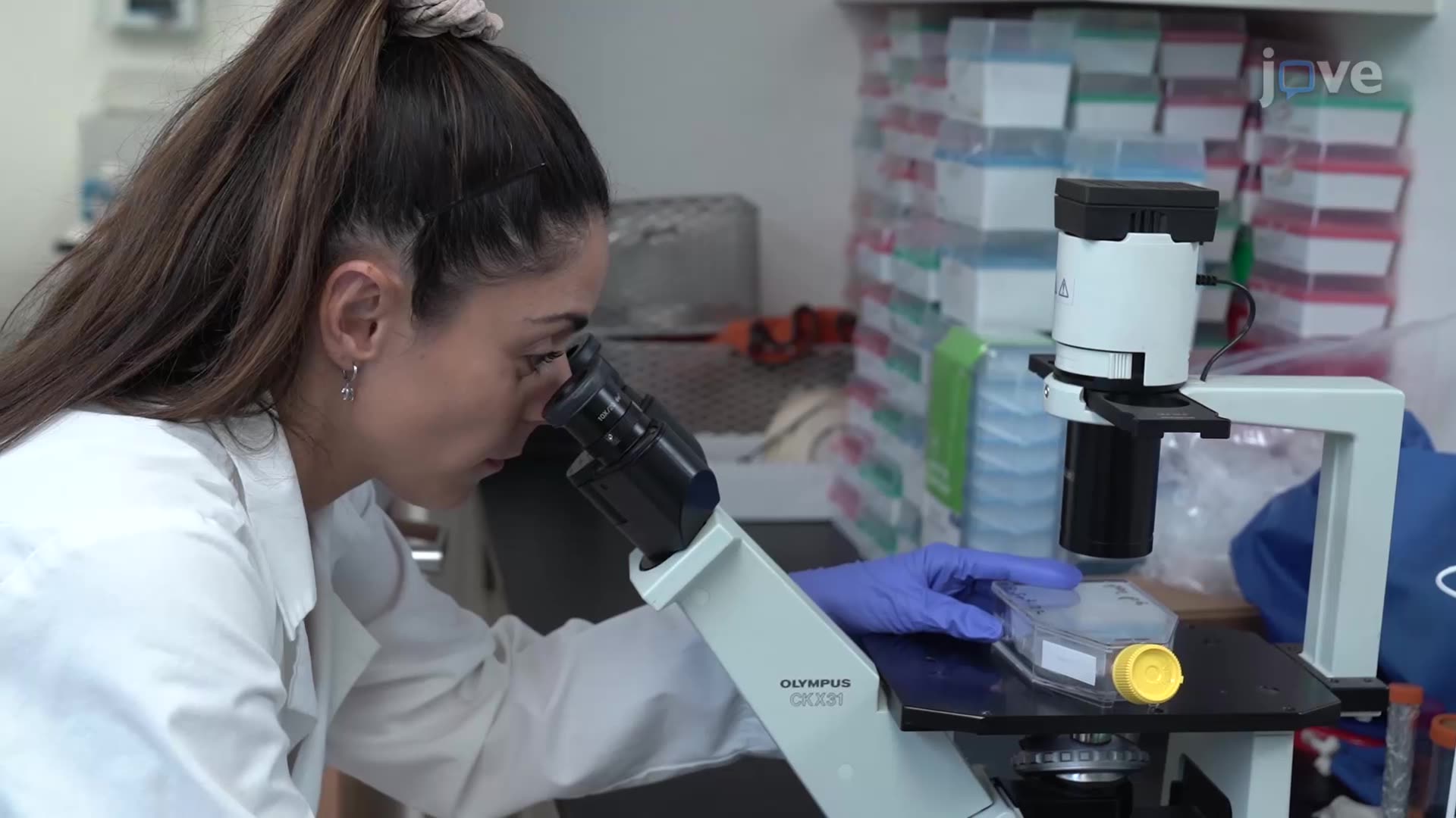 Video: Developing a Triple Cell Culture Model of the Human Blood-Brain Barrier - Experiment