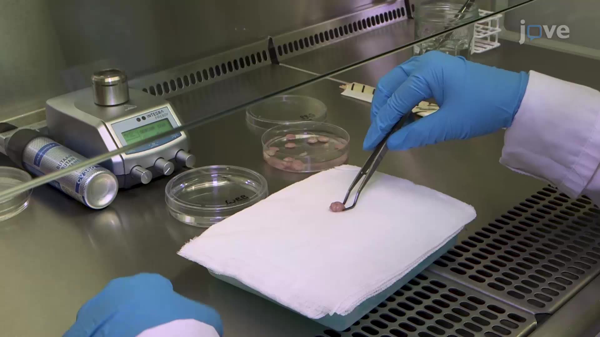 Isolating and Culturing Mouse Cerebral Pericytes