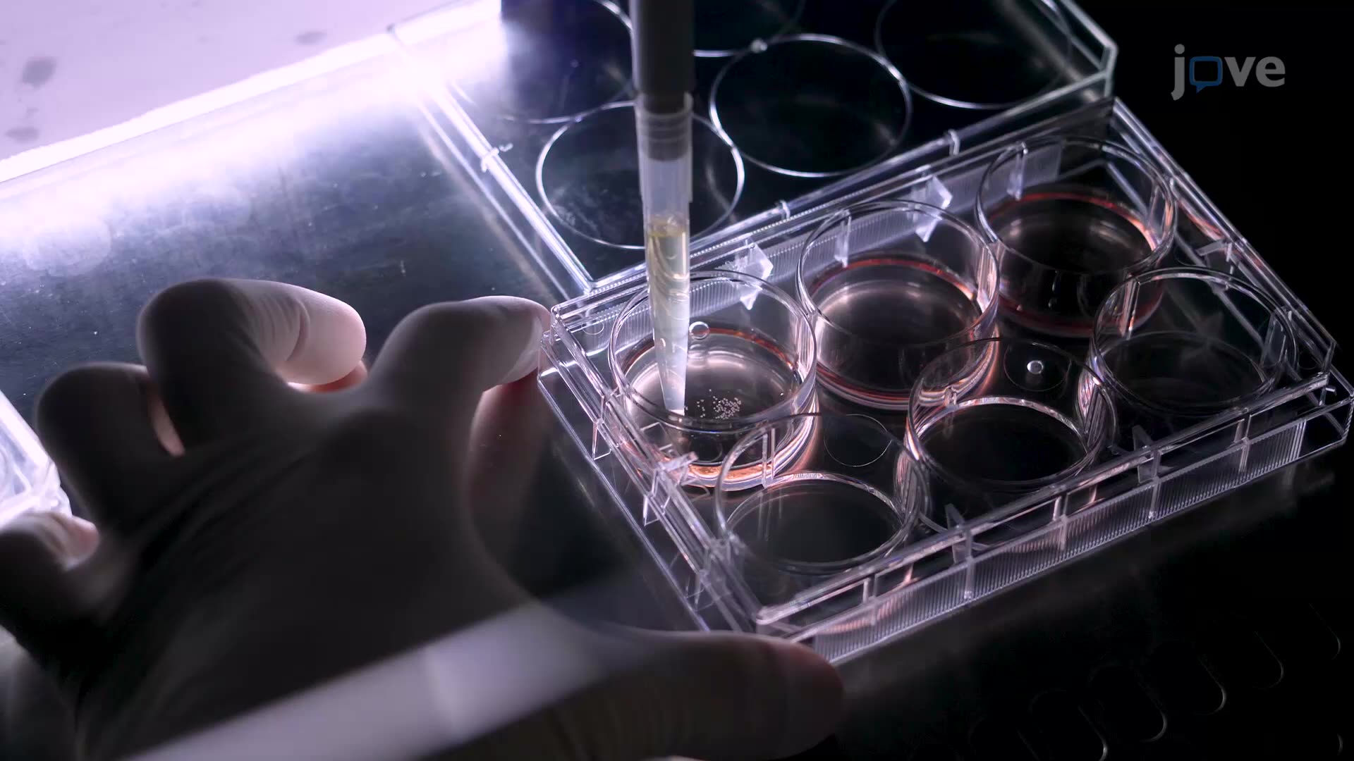 A Technique to Optimize Cerebral Organoid Culture Using Lateral Soft ...