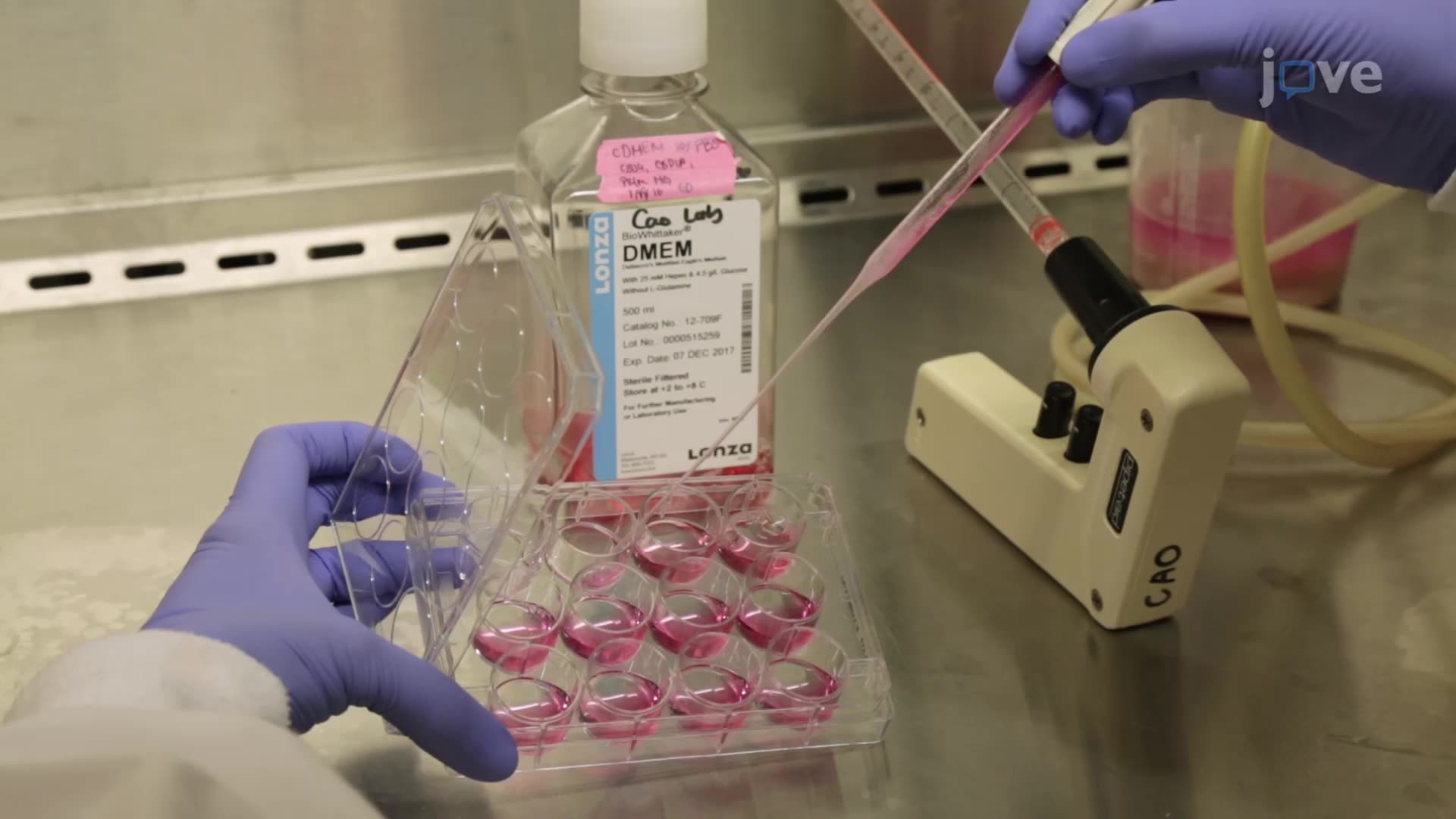 Establishing Primary Mixed Glial Cell Cultures from a Mouse Spinal Cord