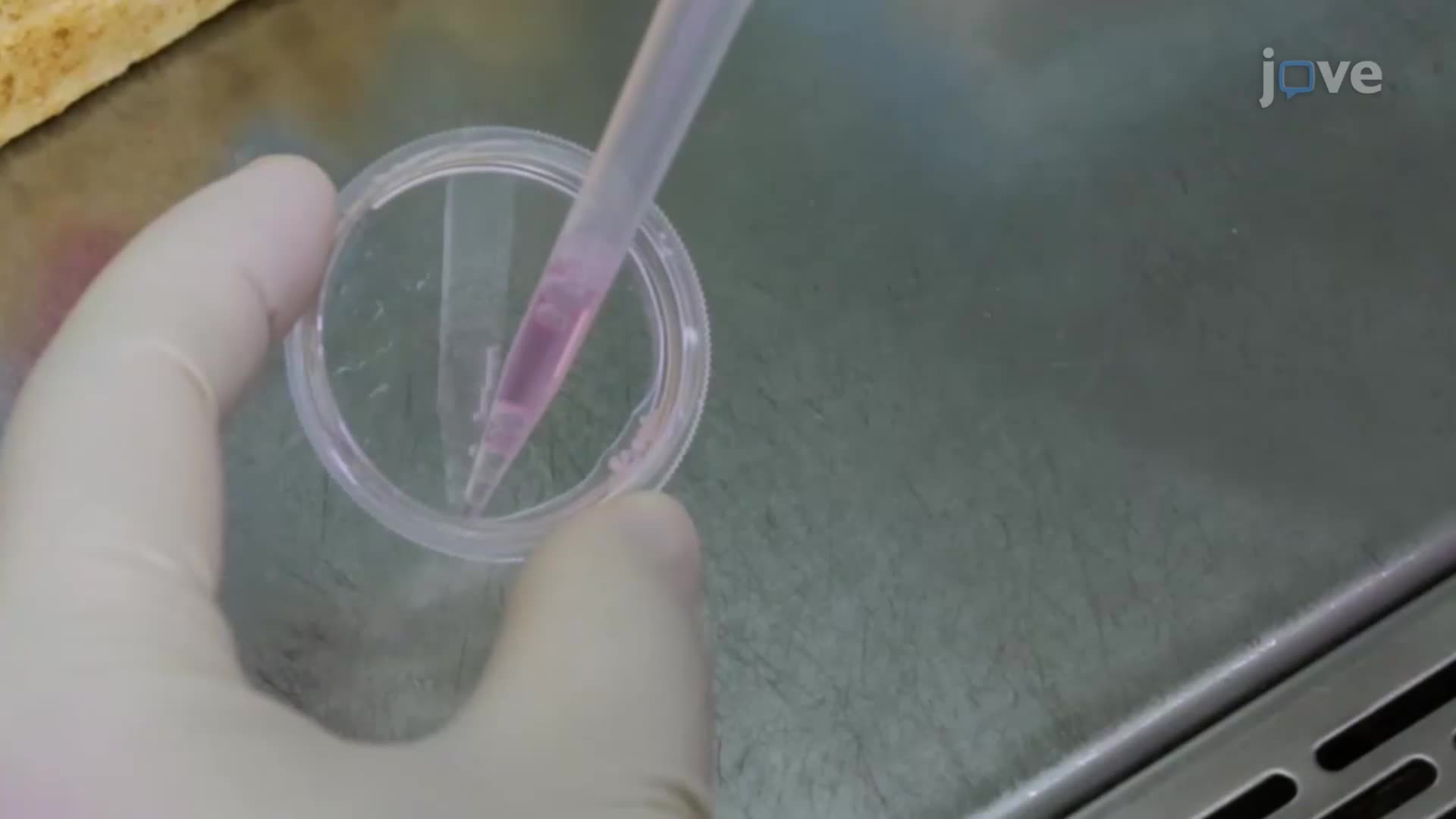Video: Establishing a Primary Dorsal Root Ganglia Cell Culture from a ...