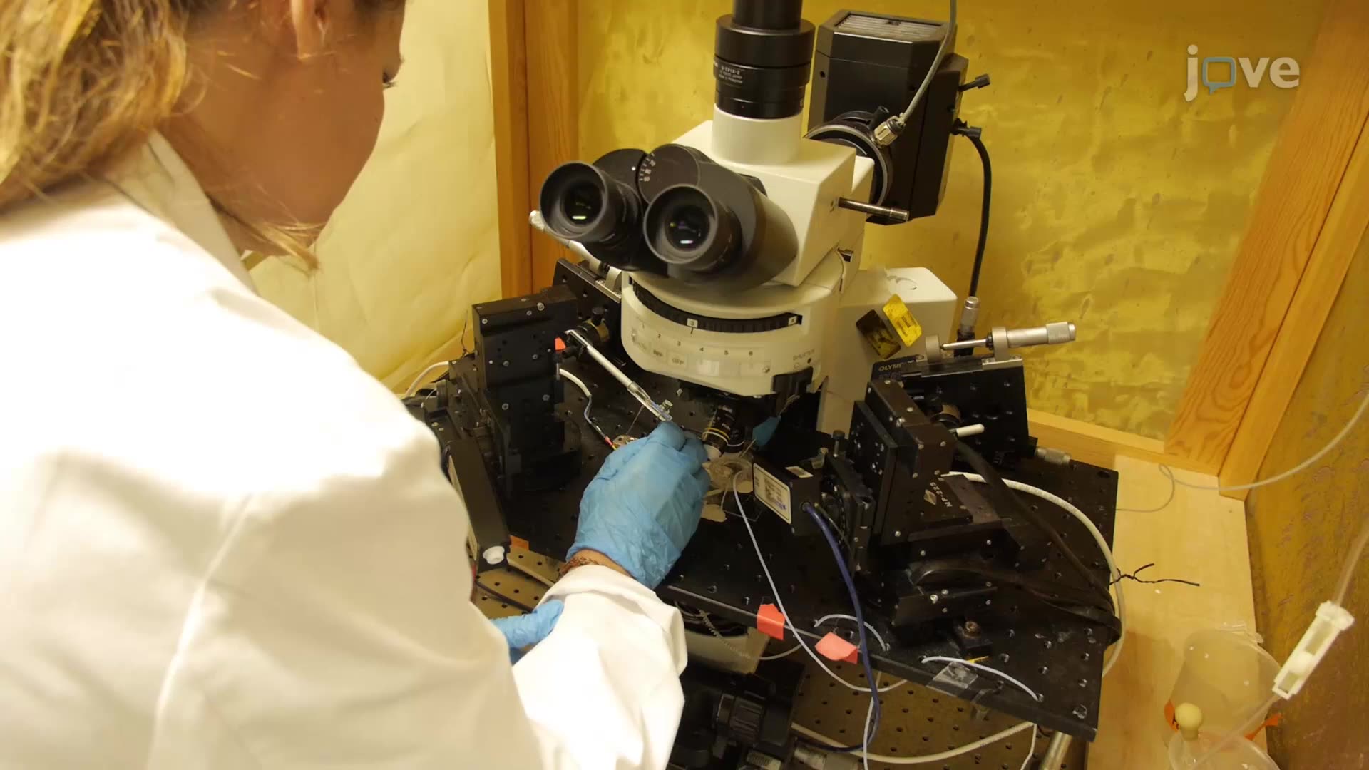 Video: Studying the Excitability of Fluorescent Neurons using a Whole ...