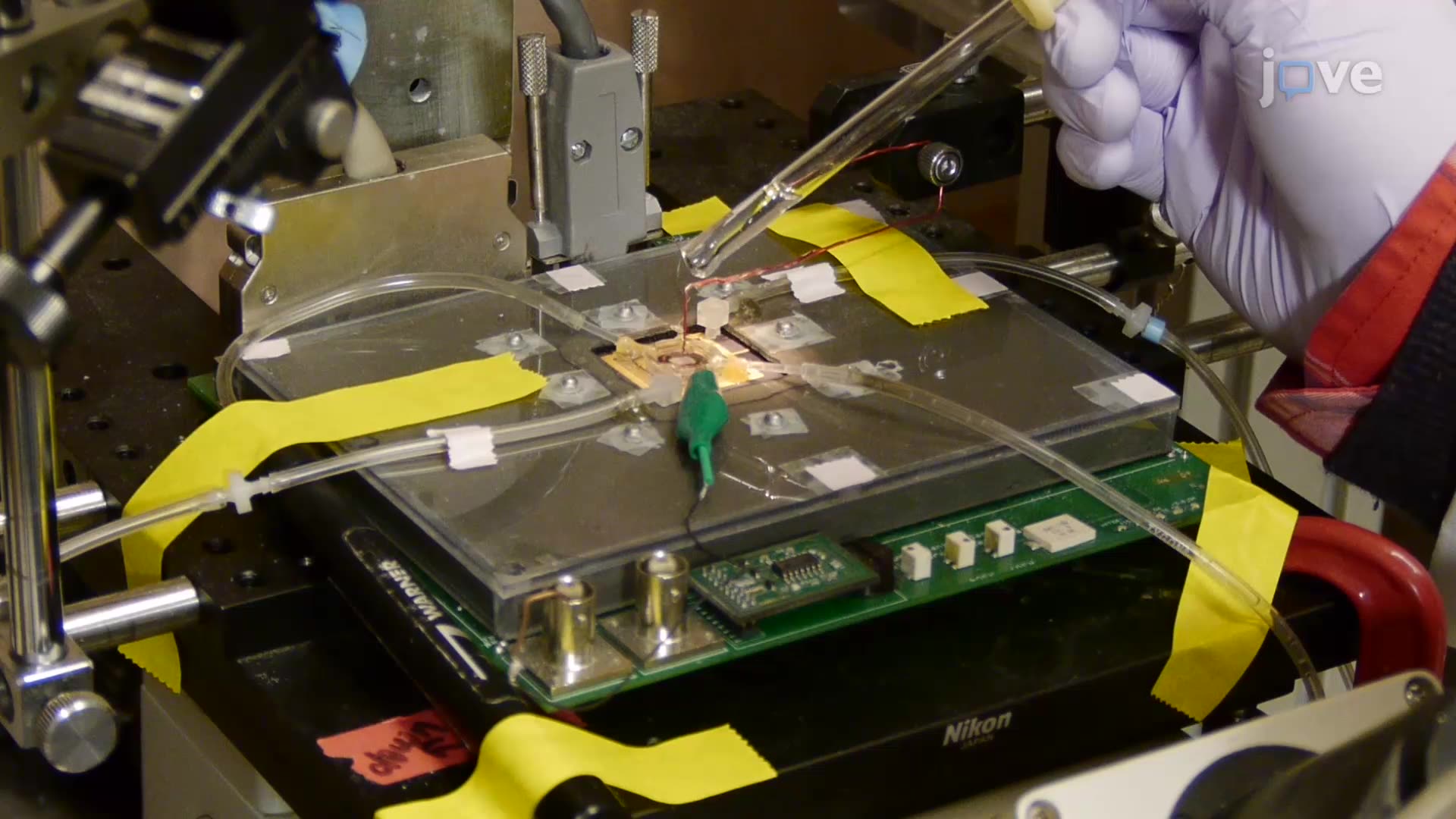 Video Penetran Mikroelektrot Dizisi Kullanılarak Katlanmamış Hipokampal Dokunun Nöral