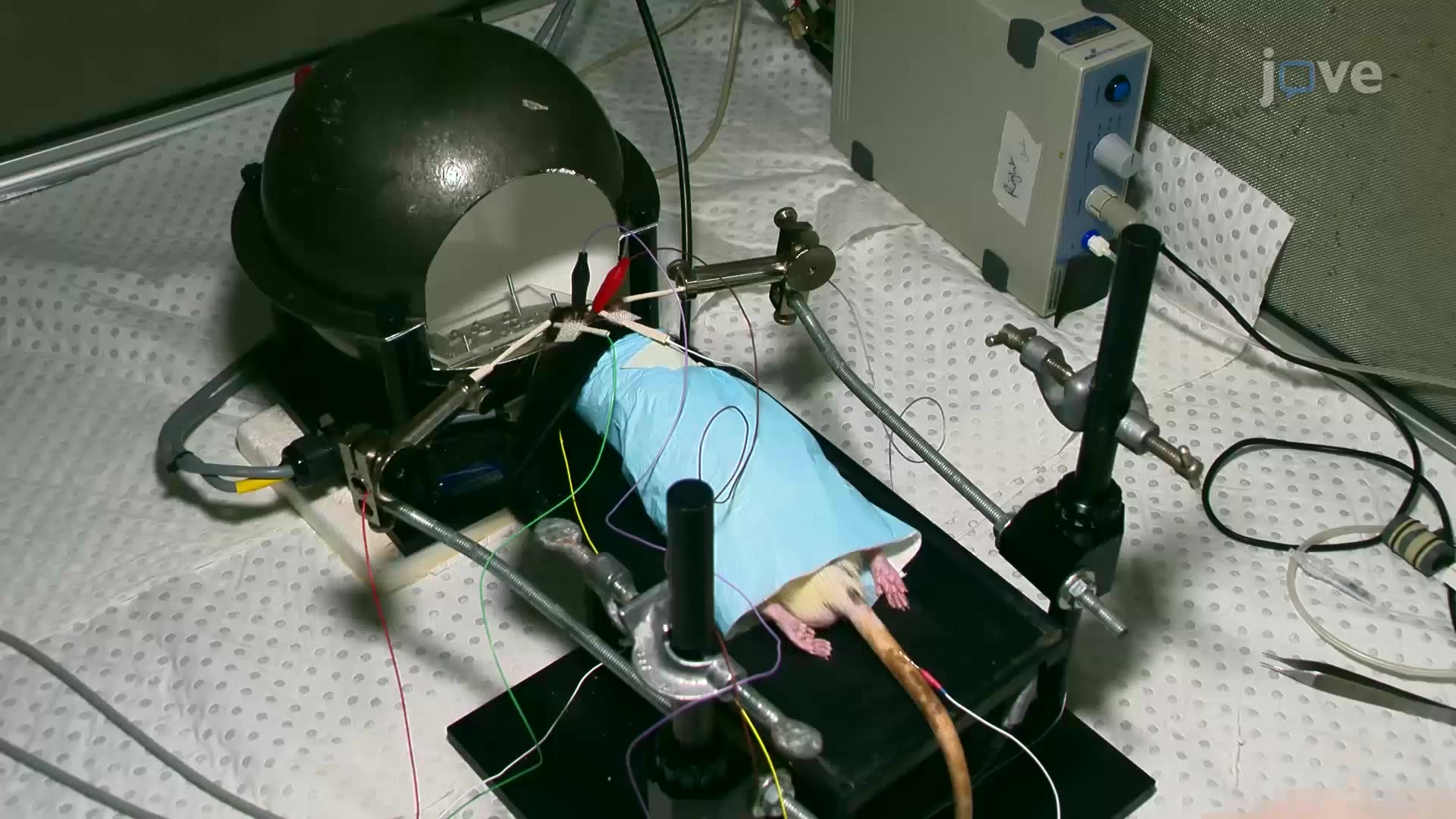 Video: Preparing a Rat Model to Assess Visual Pathway Integrity Using an Electrophysiology Setup ...