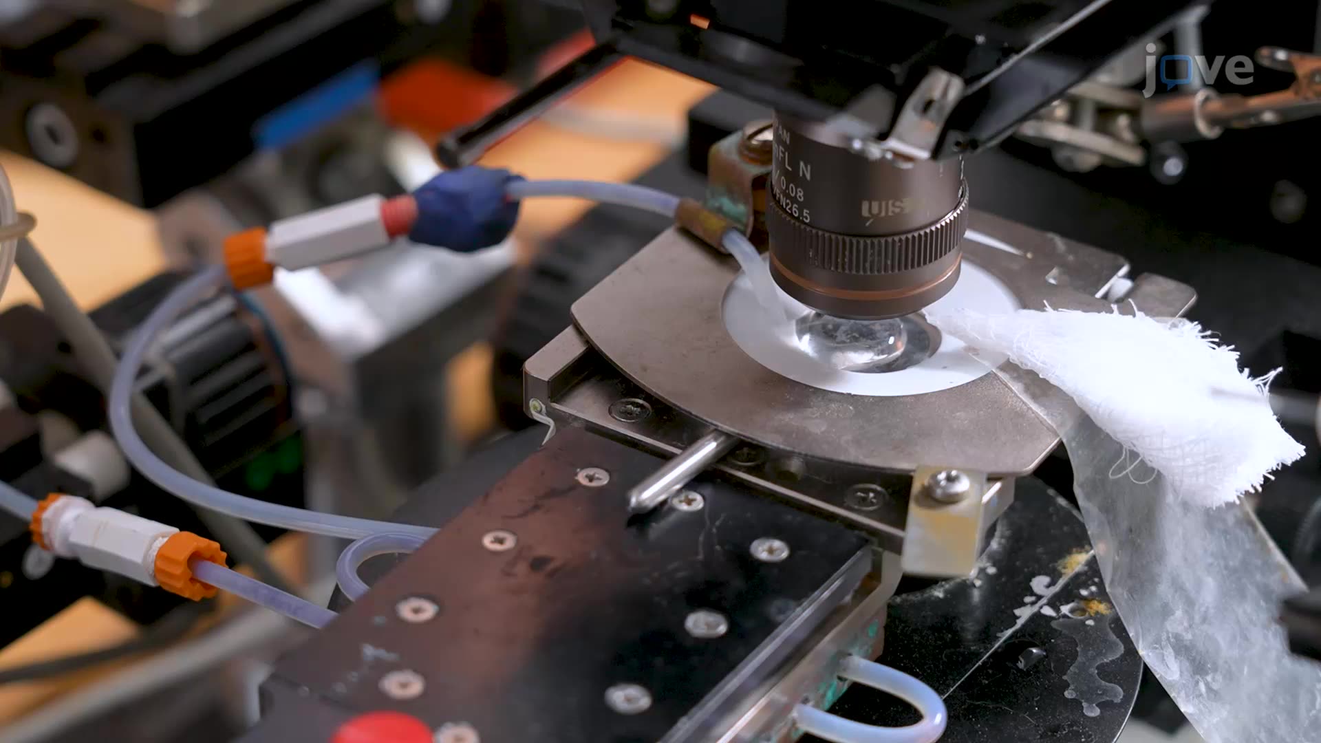 Video: Simultaneous Optical and Electrophysiological Monitoring of ...