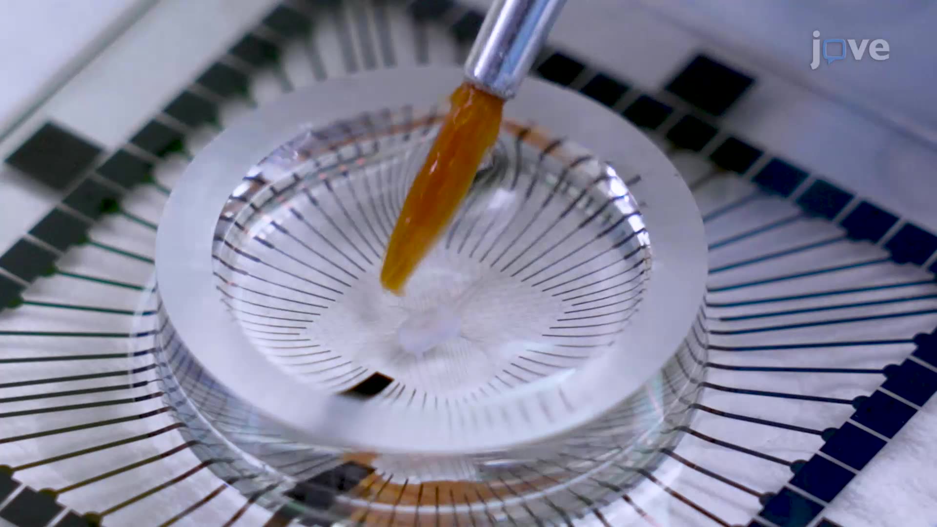 Video Microelectrode Array Based Assessment Of Neuronal Networks In Mouse Spinal Cord Slices