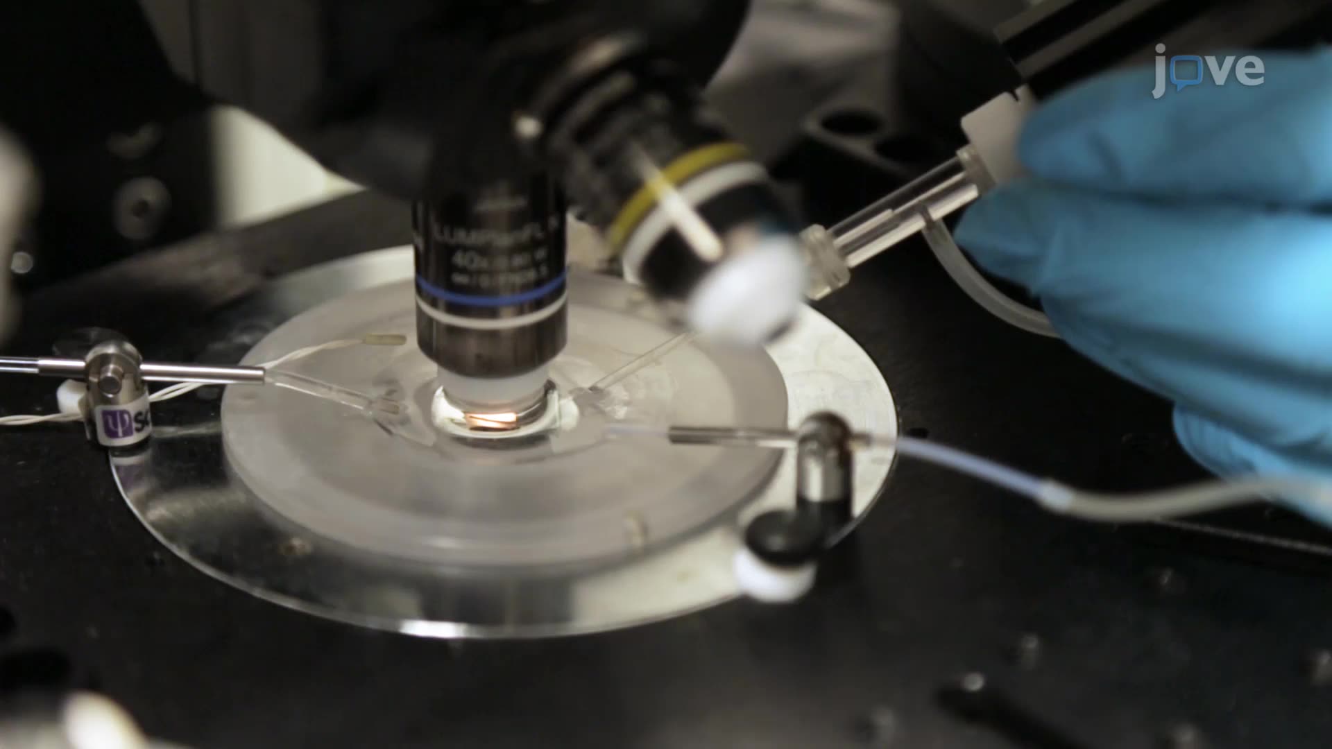 Video: Electrophysiological Recordings of Reprogrammed Neurons in a ...