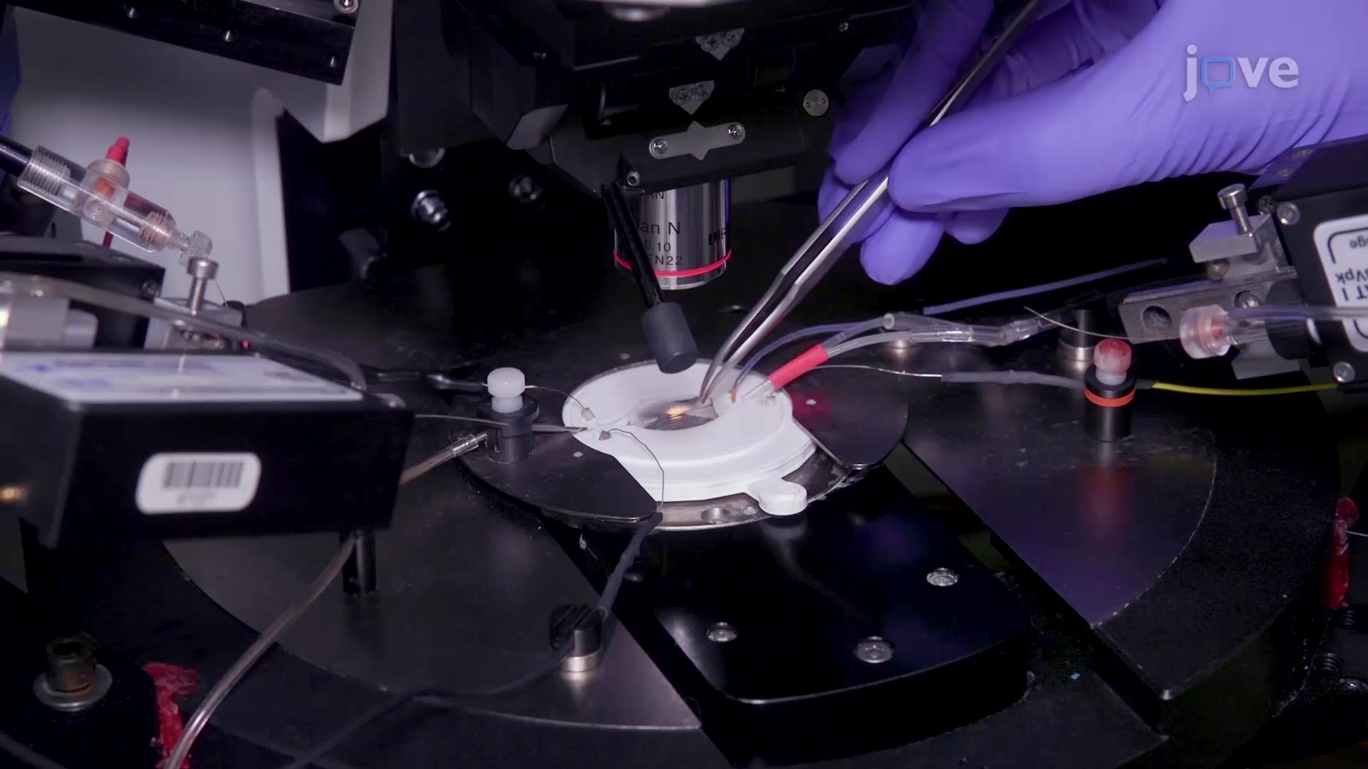 Video: Recording of Local Field Potential in Mouse Hippocampal ...