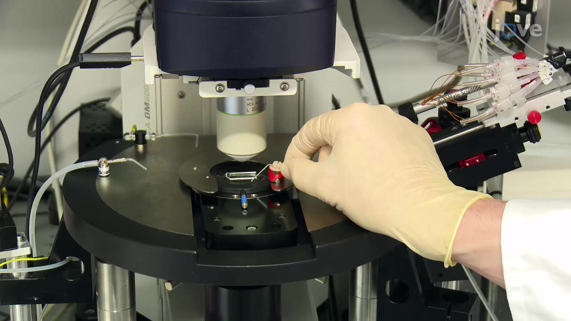 Video: Establishing a Whole-Cell Patch Clamp for Electrophysiological ...