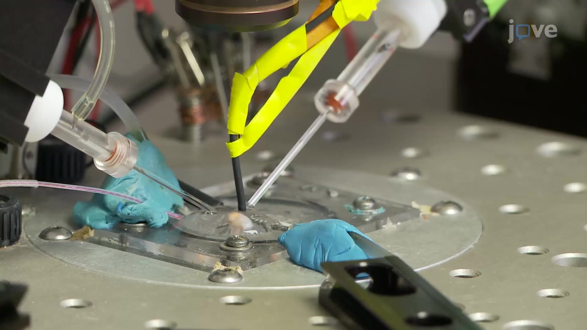 Video: Optogenetic Control of Hippocampal Network Dynamics - Experiment