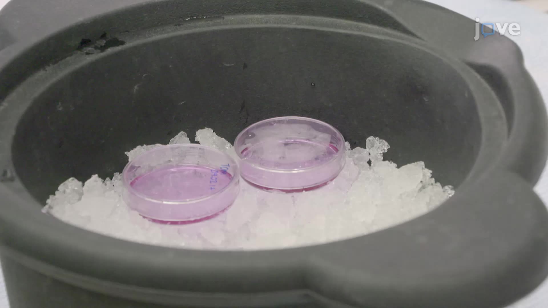 Video: Protein Extraction from Neuronal Cells - Experiment