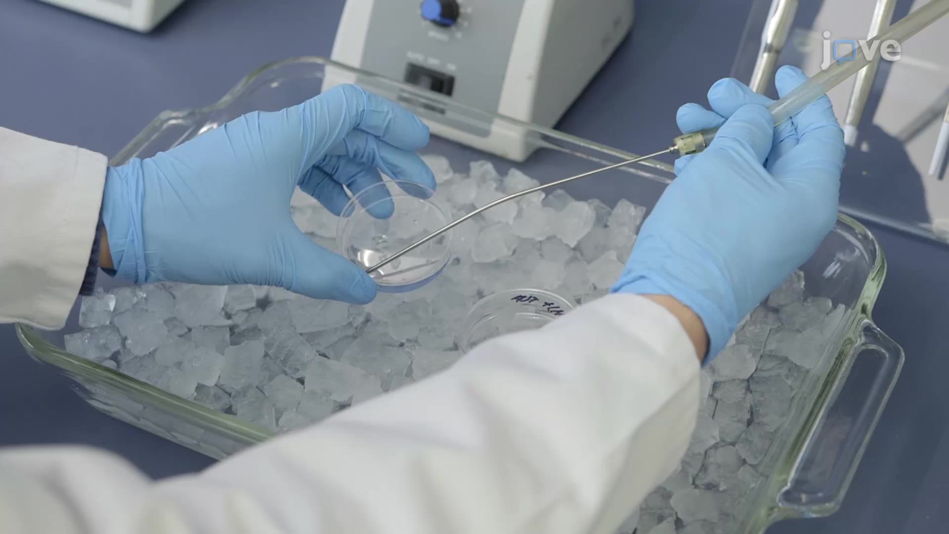 Video: Isolation of Cell-Surface and Intracellular Proteins from an ...