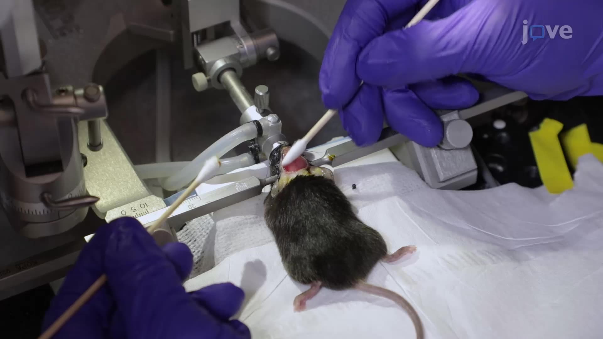 비디오: 마우스 뇌에 외상성 뇌 손상 전달 - 실험