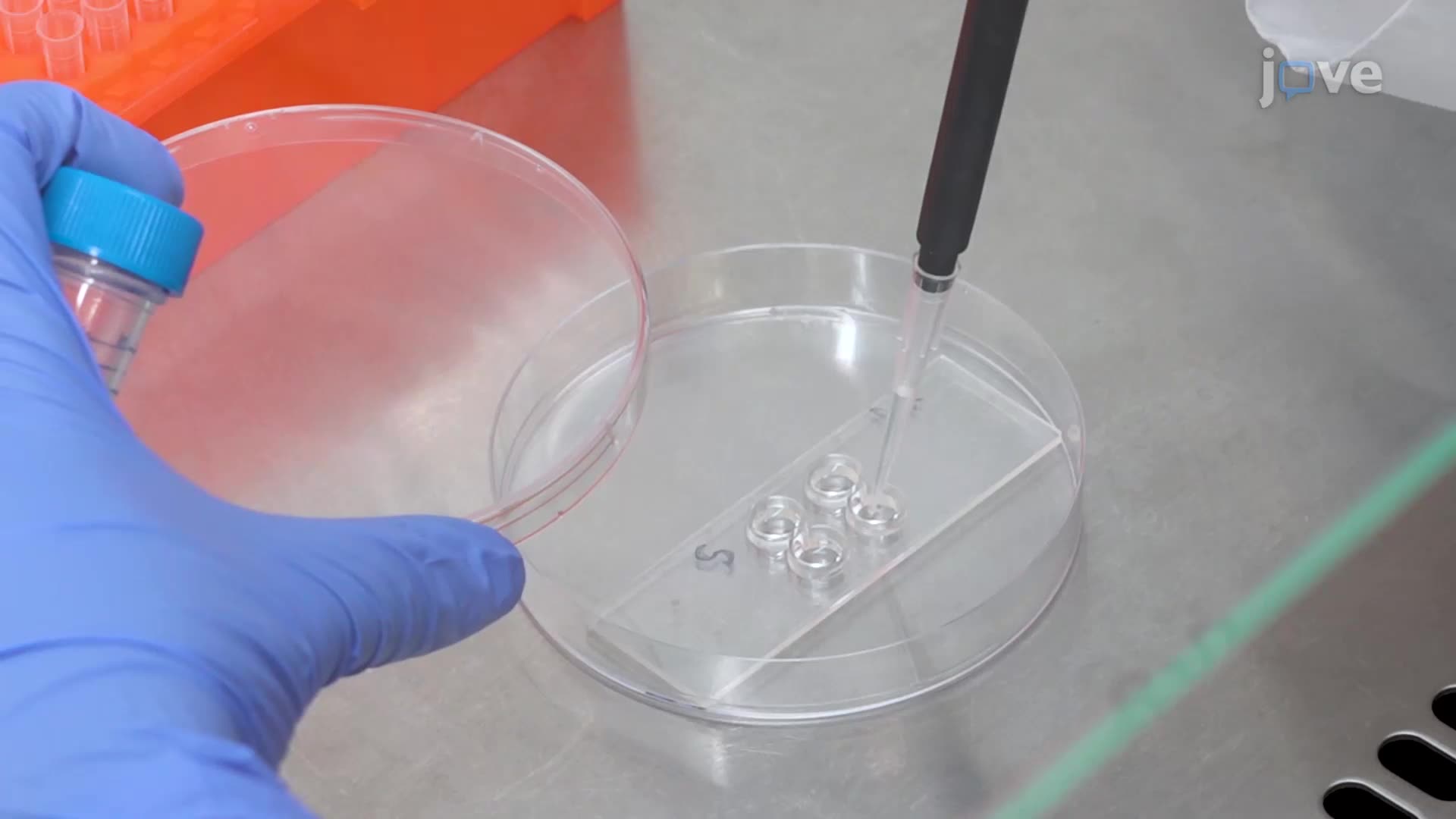 비디오: Fluorescence Immunostaining of Rat Hippocampal Neurons within a ...