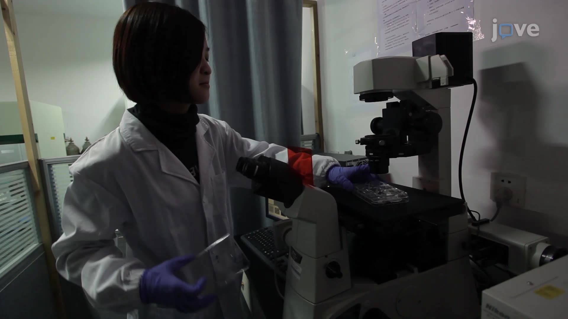 Video: Assessing Neuronal Viability in a Cerebellar Neuron Culture via ...