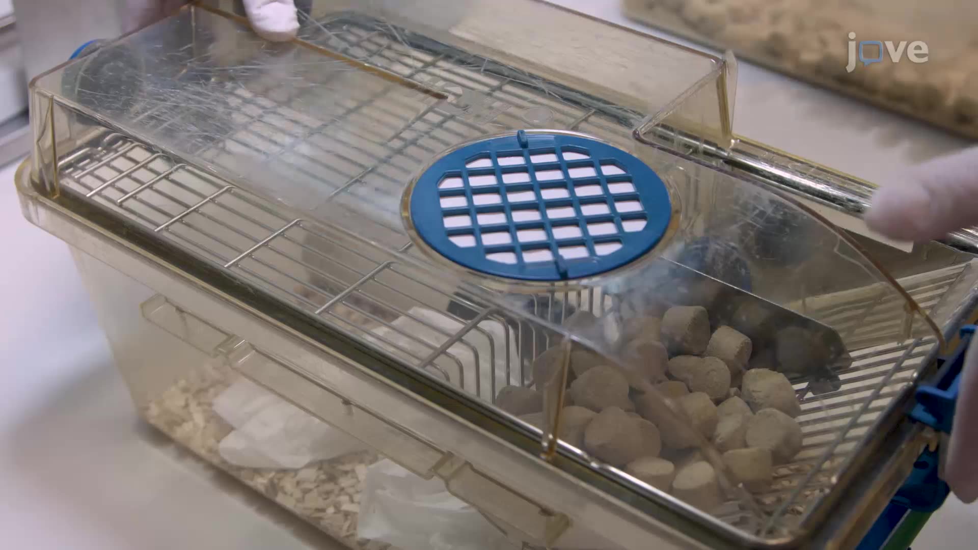 Video: Generation of Experimental Autoimmune Encephalomyelitis in a ...