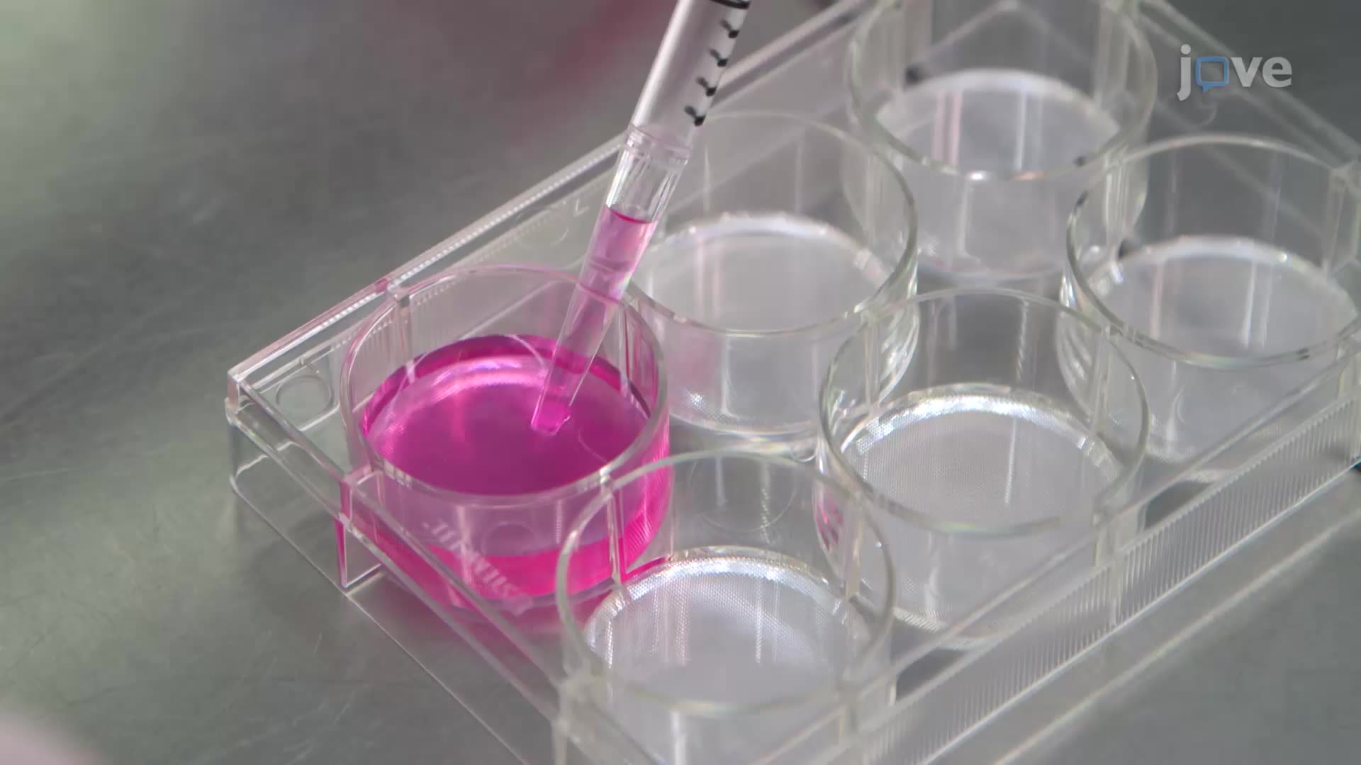 Video: Differentiation and Maturation of Human Embryonic Stem Cells ...