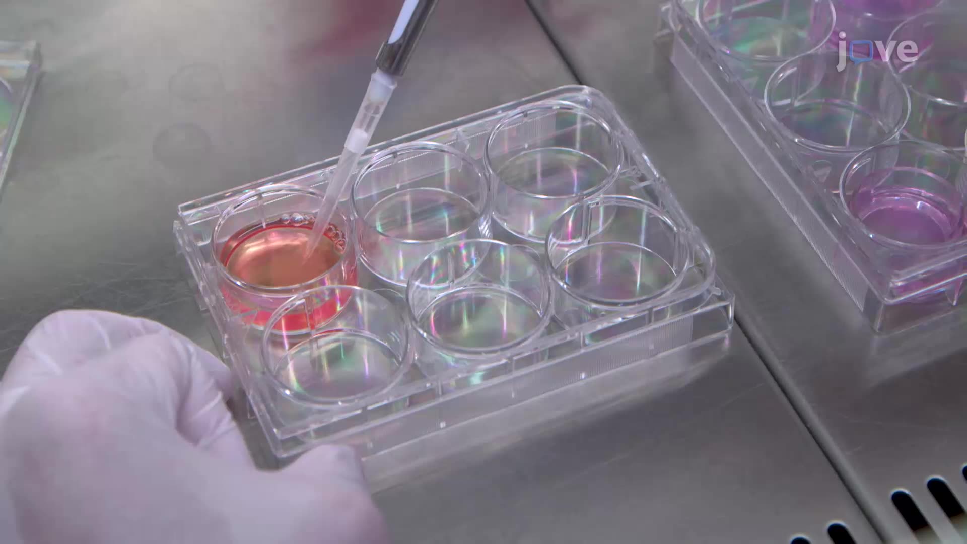 Video: Generation of Dopaminergic Neuronal Organoids from Human ...