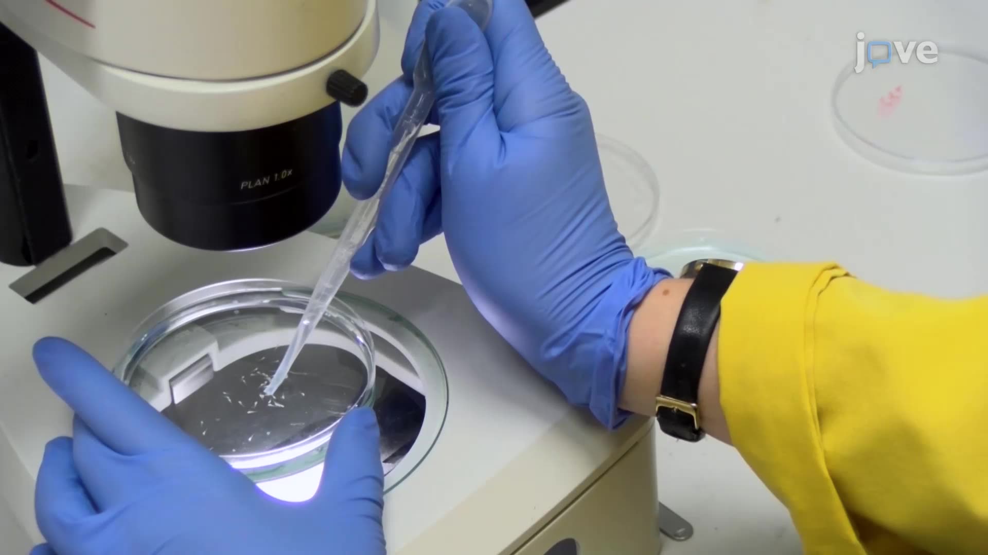 Video: Моделирование лекарственного кровоизлияния у личинок данио-рерио ...