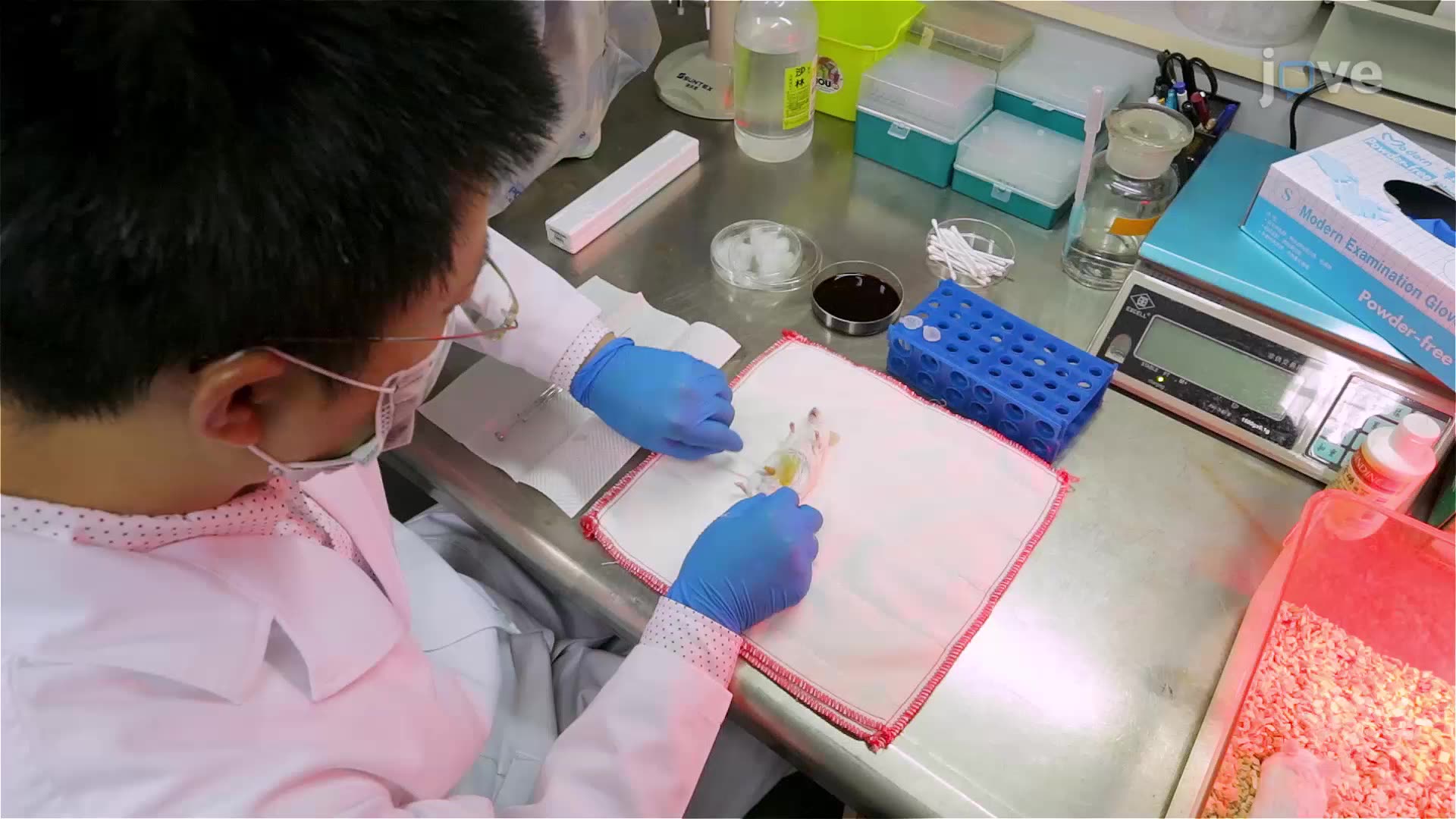 Video: Establishing a Mouse Model of Small Fiber Neuropathy Using ...