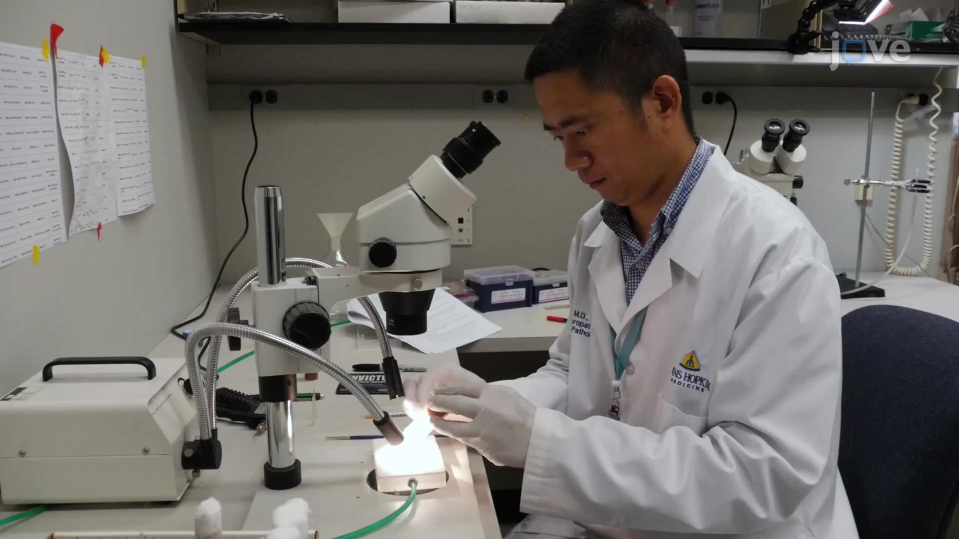 Video: A Technique to Inflict Closed-Head Traumatic Brain Injury in ...