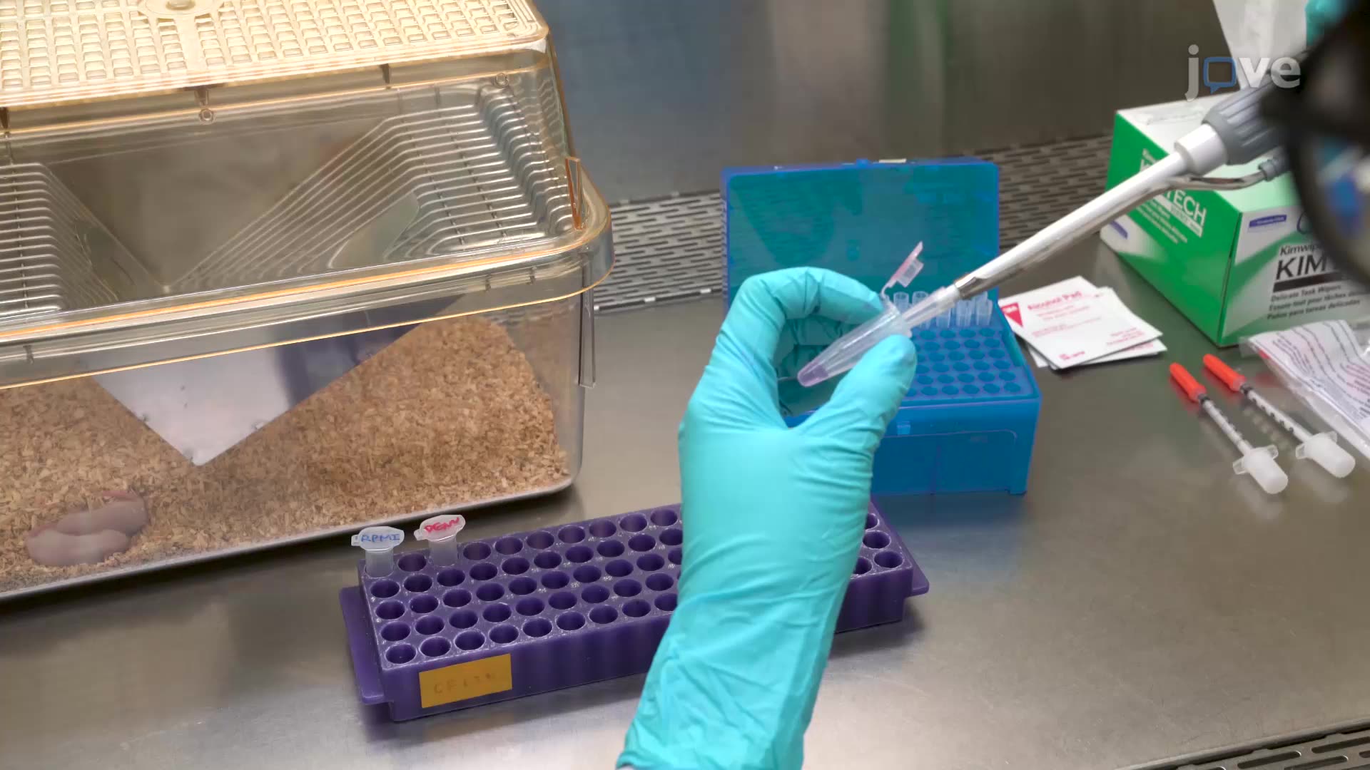 Video: Generation of a Murine Model with a Central Nervous System ...