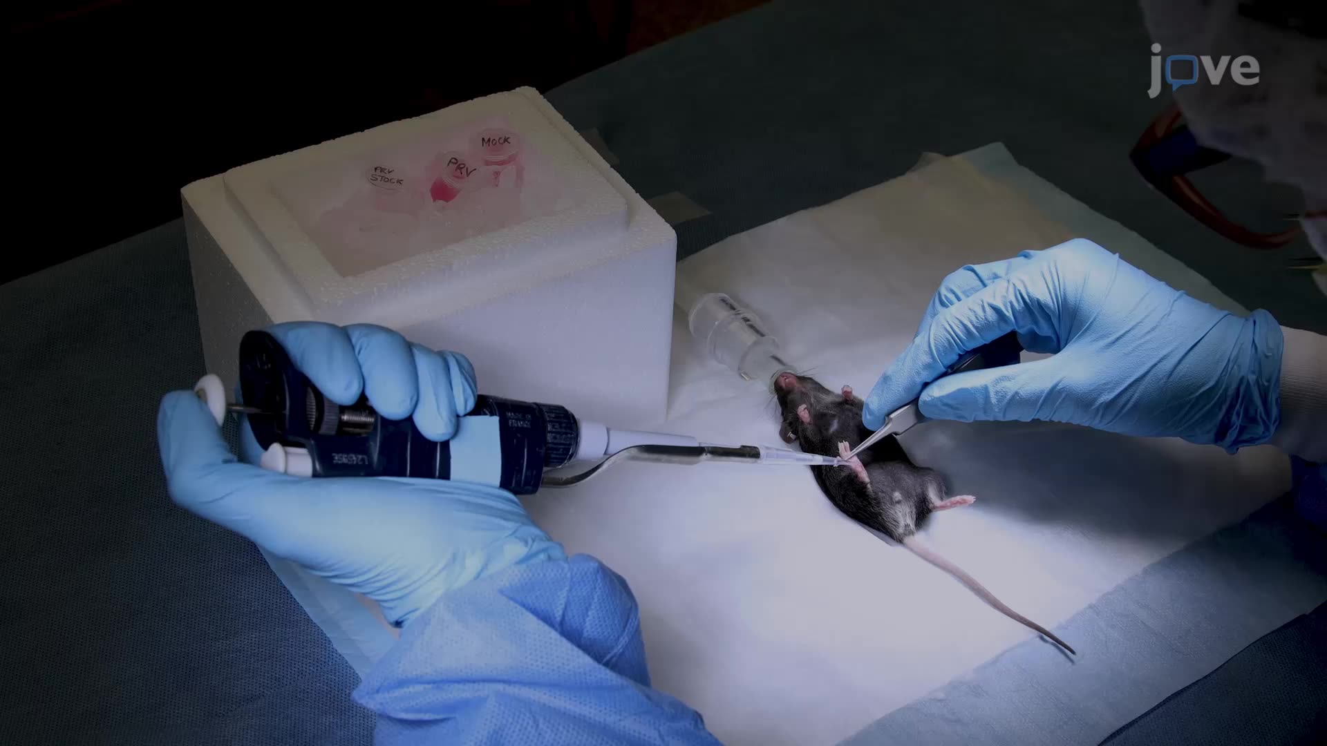 Video: Generating Virus-Induced Neuroinflammation in a Mouse Model ...