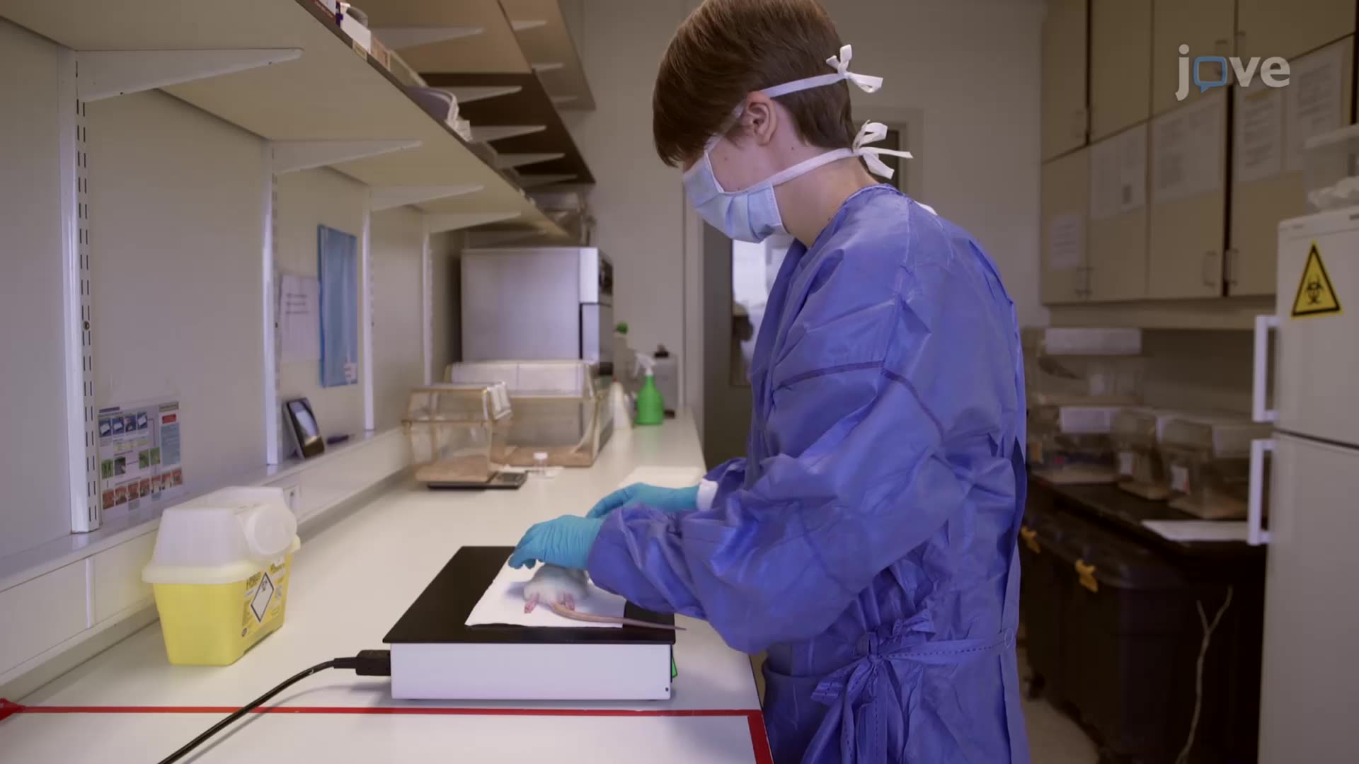 Video: Una inyección de vector viral en la rata Substantia nigra para ...