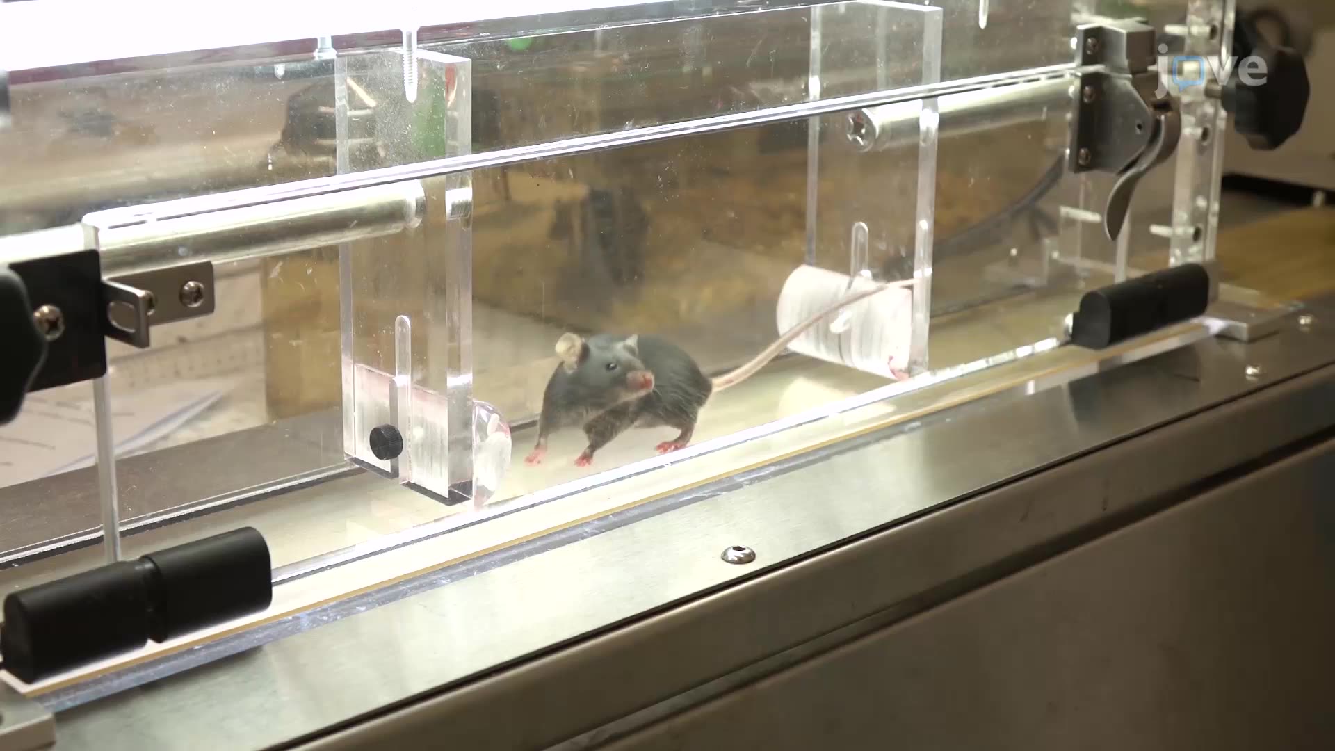 Video: Assessing Motor Function in an Experimental Autoimmune Neuritis ...