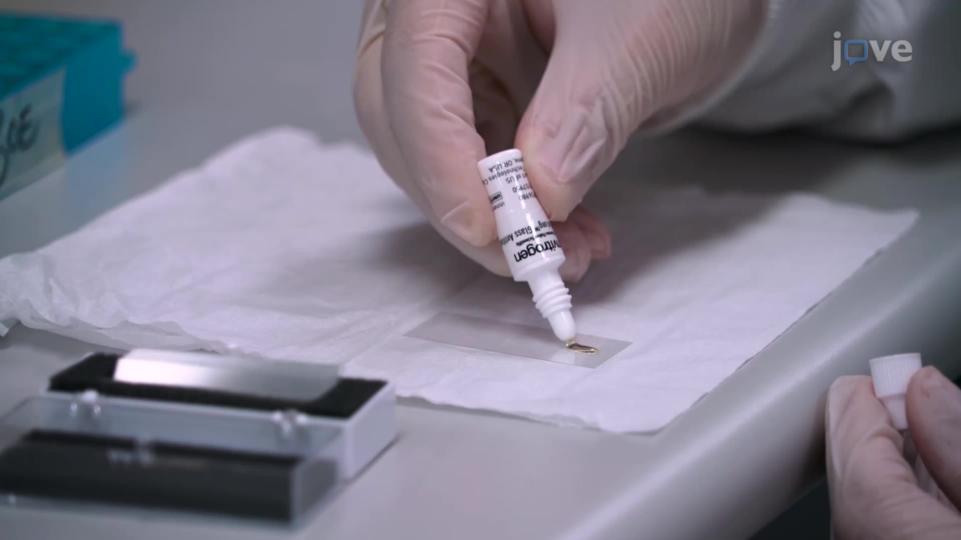 Video: Detection of Neuronal Aging in a Cortical Organoid Section ...