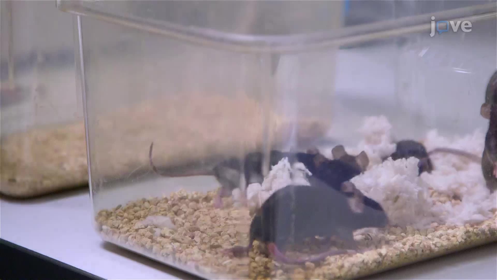 Video: Handling-Induced Seizures in a Mouse Model - Experiment