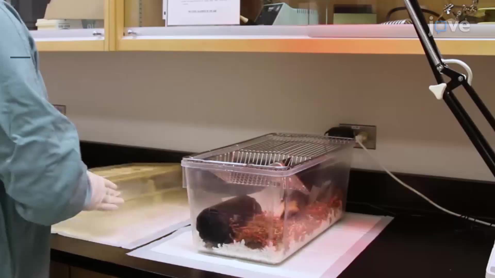 Video: Performing Thoracic Spinal Cord Hemisection Surgery in Rats ...