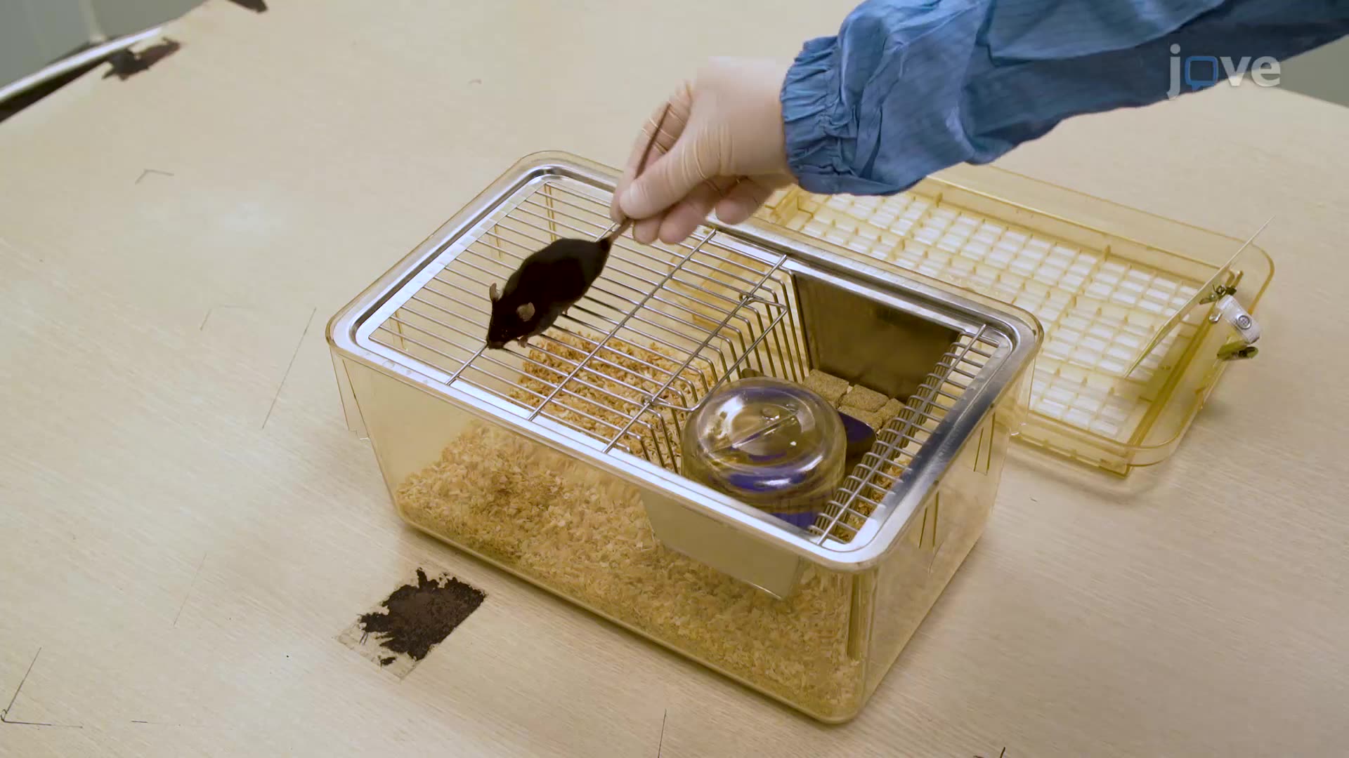 Video: Inducing Depression-like Behavior in a Mouse via Immobilization ...