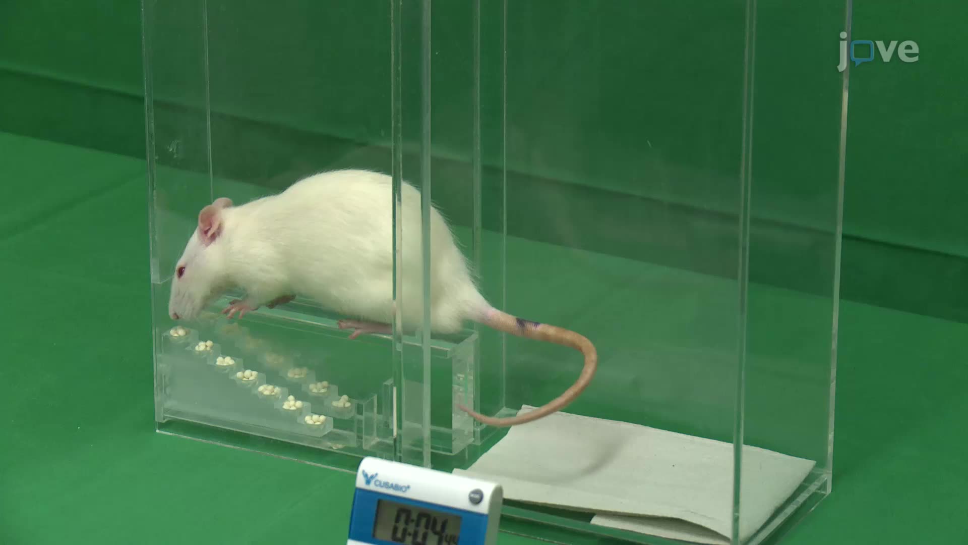 Video: Staircase Test for Motor Function Assessment in a ...