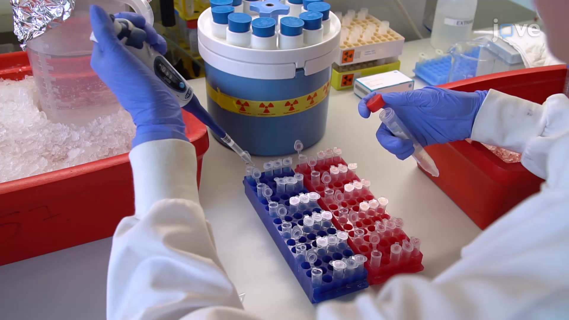 Video: Measuring Dopamine Uptake in Mouse Brain Synaptosomes Using ...