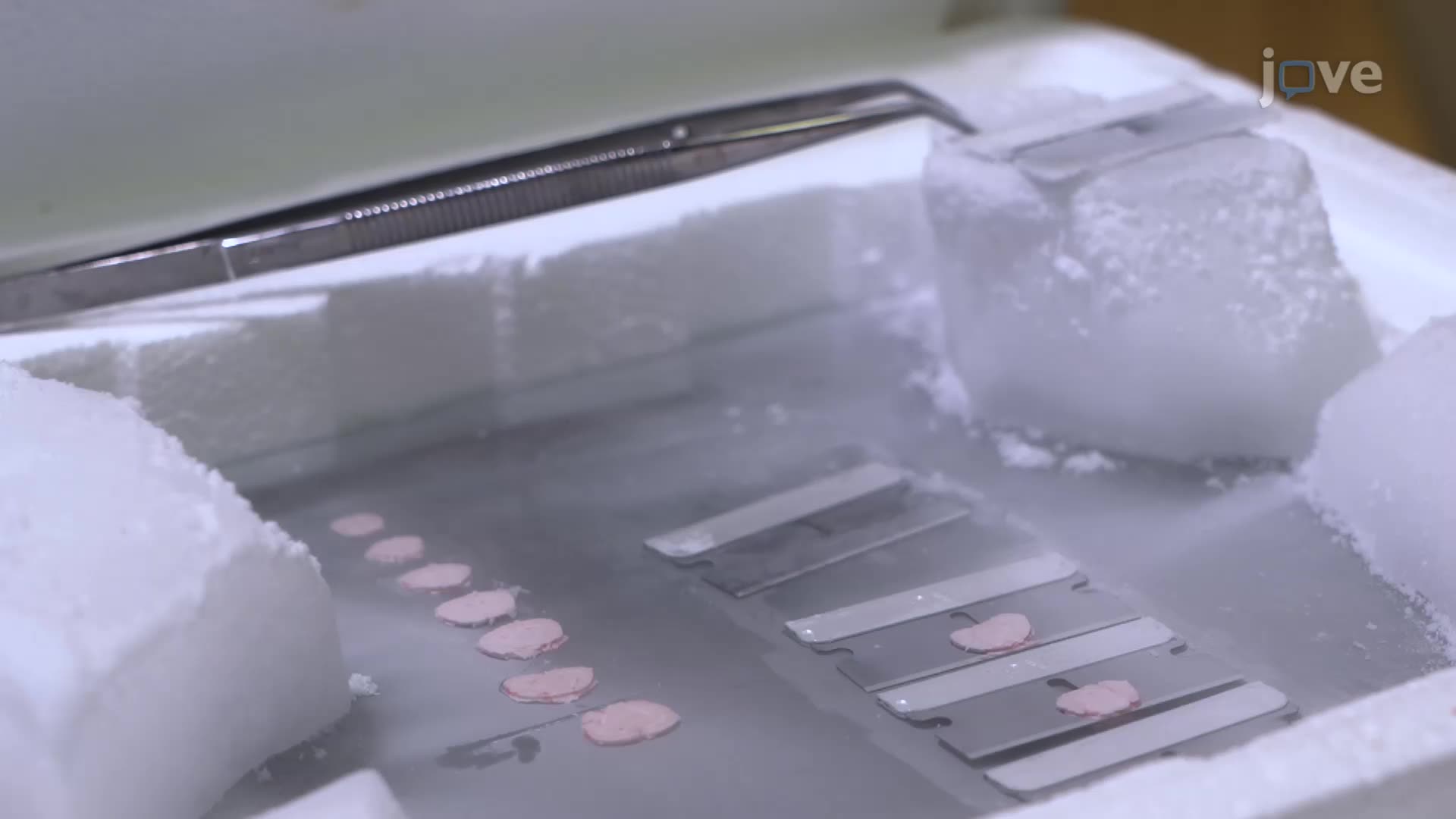 Video: Processing of a Mouse Brain for Downstream Analysis - Experimento