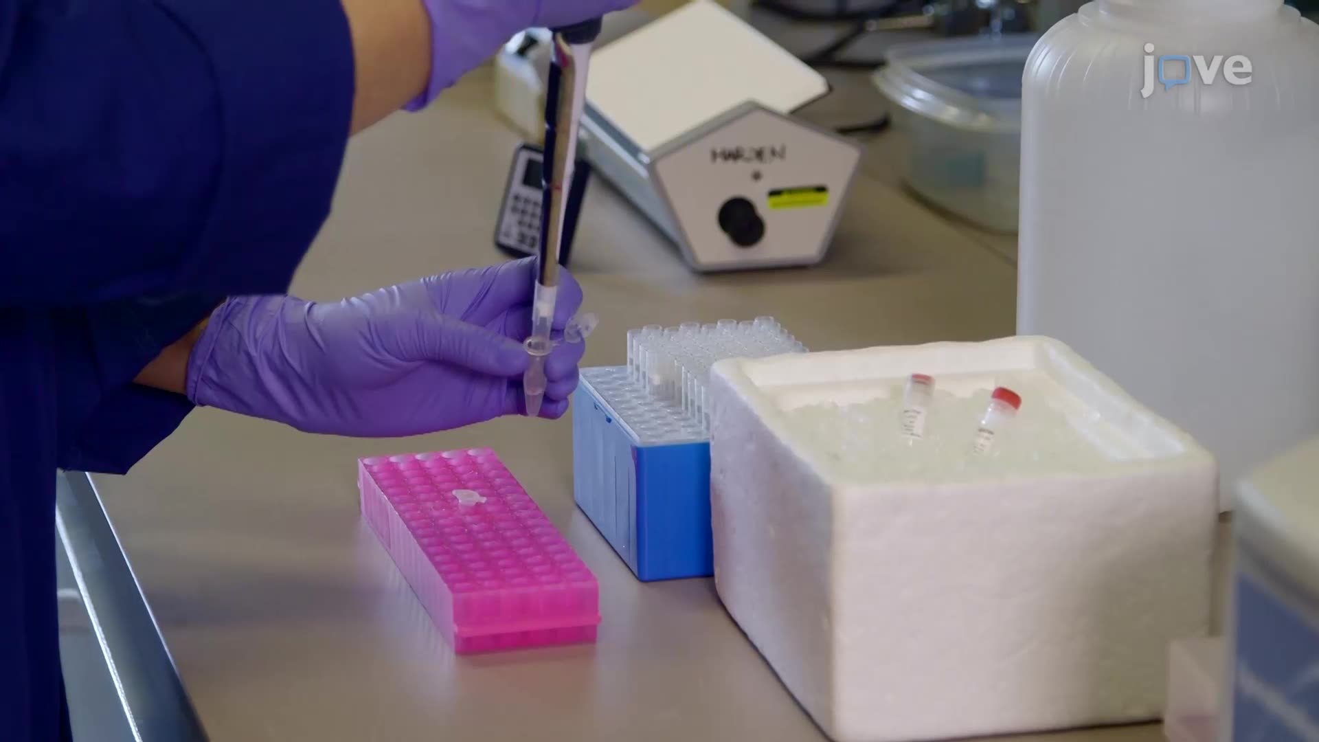 Video Detection Of Protein Protein Interactions In Drosophila Larvae Using A Proximity Ligation