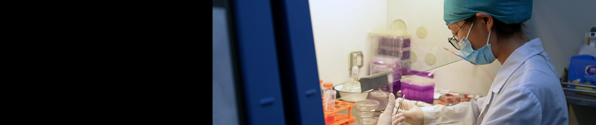 Technique for Isolation and Culture of Rat Jaw Bone Marrow Mesenchymal ...