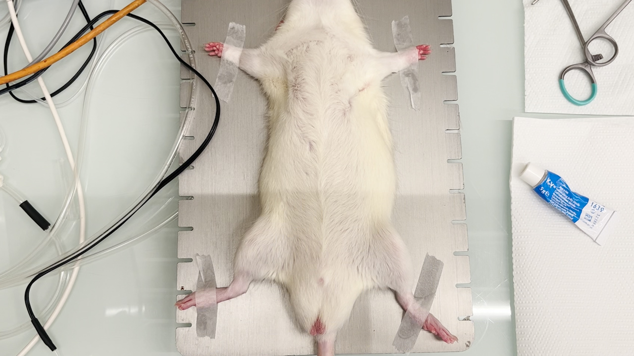 A Model of Acute Lung Injury Following Visceral Ischemia-Reperfusion by ...