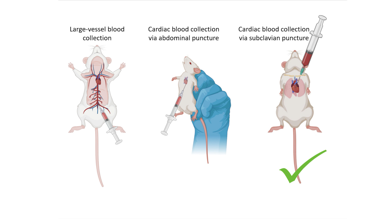 Subclavian Cardiac Puncture in Mice - JoVE Journal