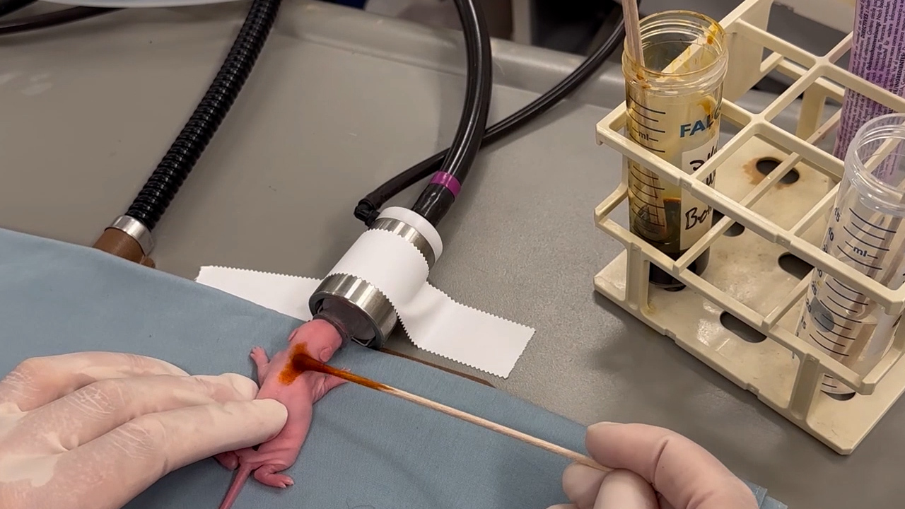Development of a Neonatal Rat Model for Brachial Plexus Birth Injury ...