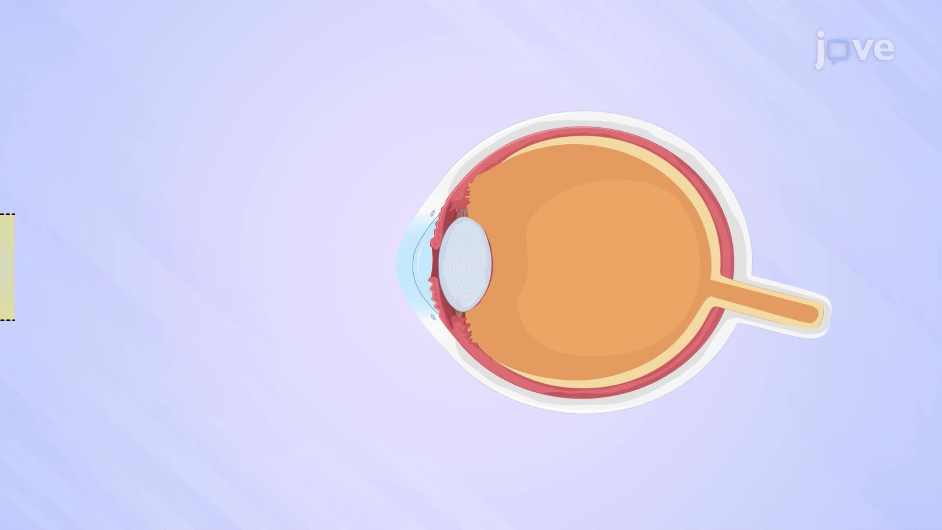Eyes - From Molecules to Organisms: Structures and Processes - JoVE K12