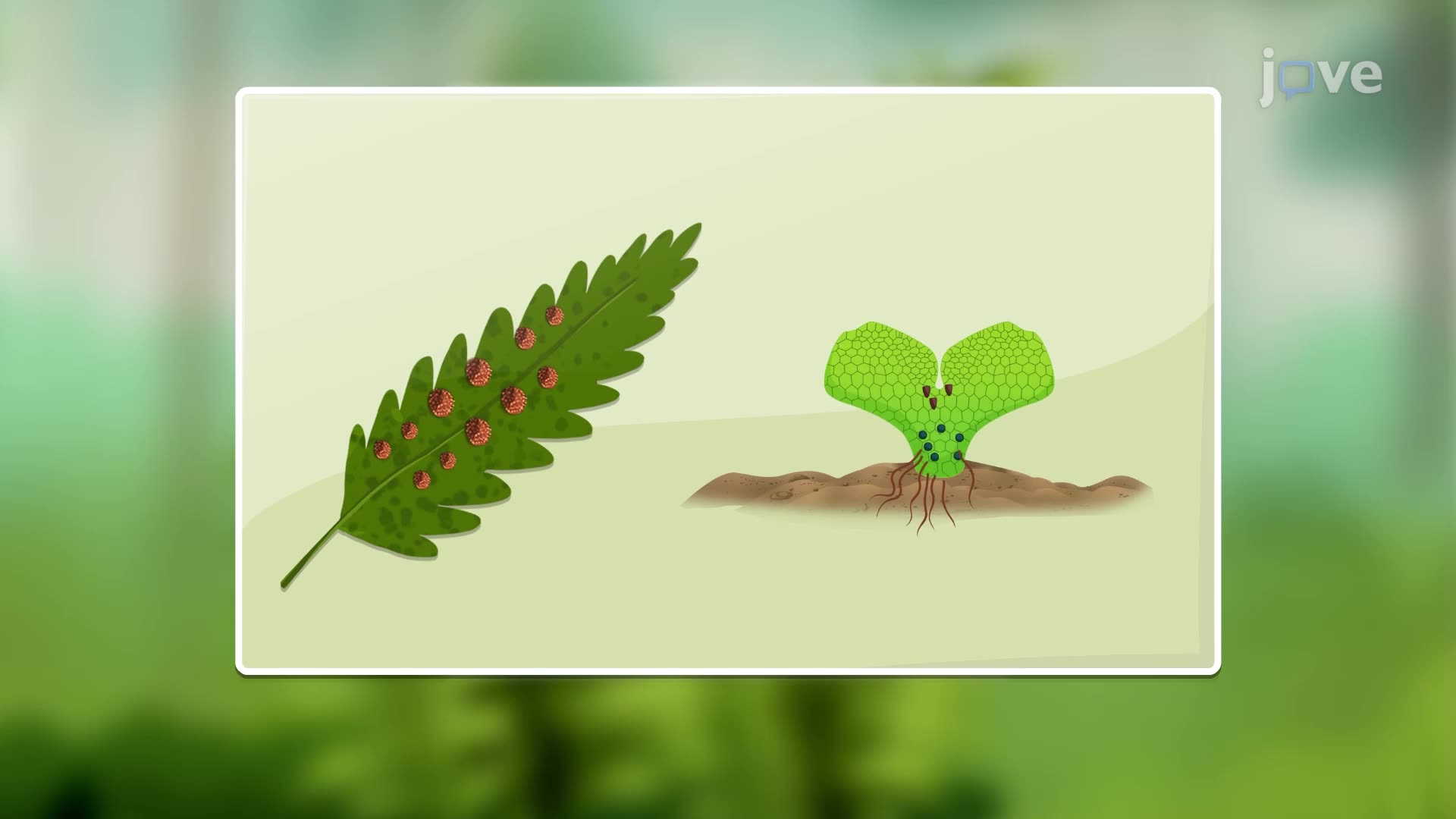 Plant Reproduction - Ecosystems: Interactions, Energy, and Dynamics ...