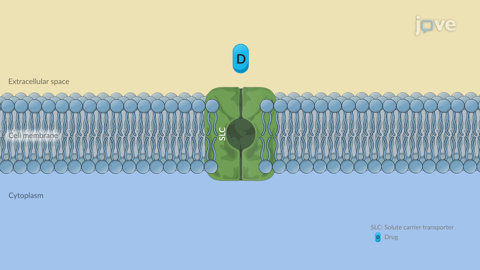 Video: Pharmacogenetics of Drug Transporters: P-Glycoprotein and Solute ...