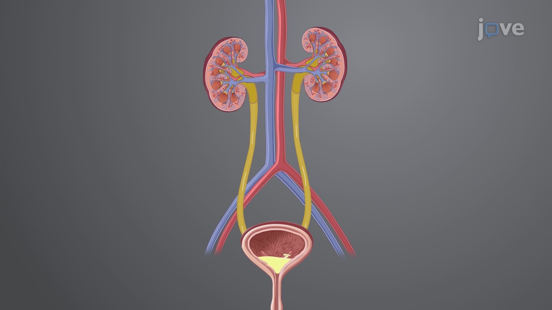 Video: Anatomy of the Genitourinary System II: Bladder and Urethra