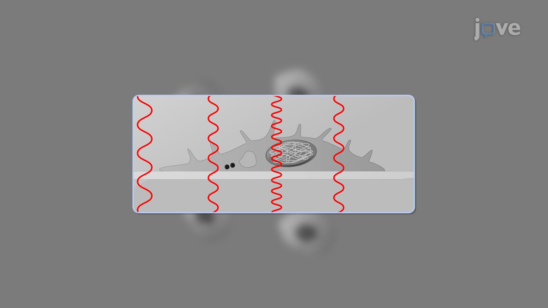 Video: Three-Dimensional Microscopy in Microbiology