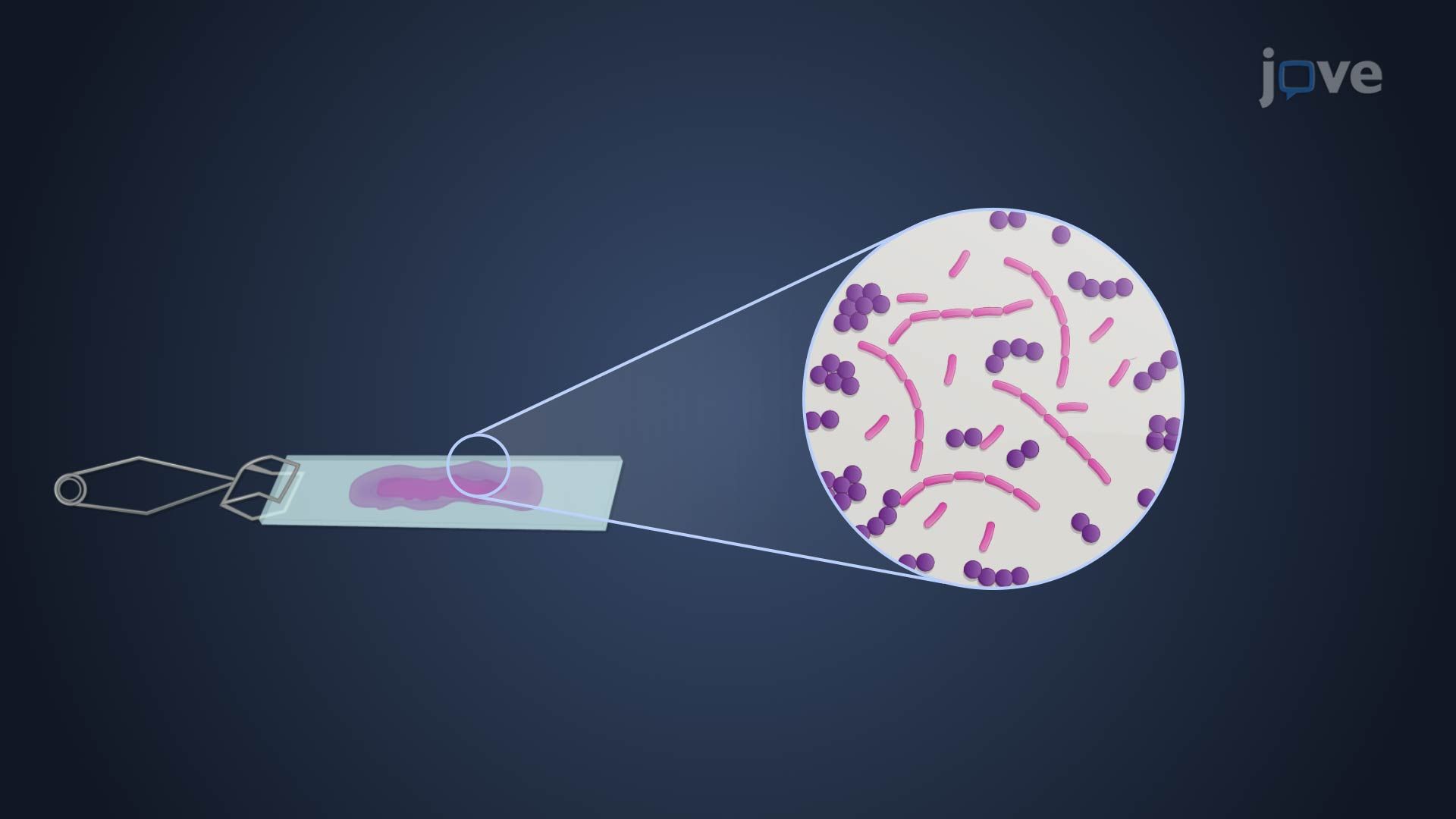 Video: Differential Staining Technique